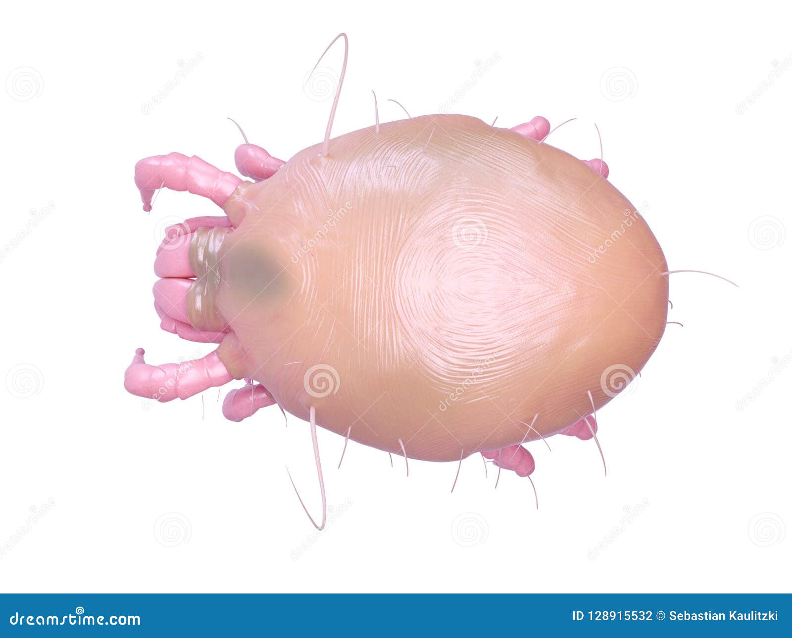 A dust mite stock illustration. Illustration of system - 128915532