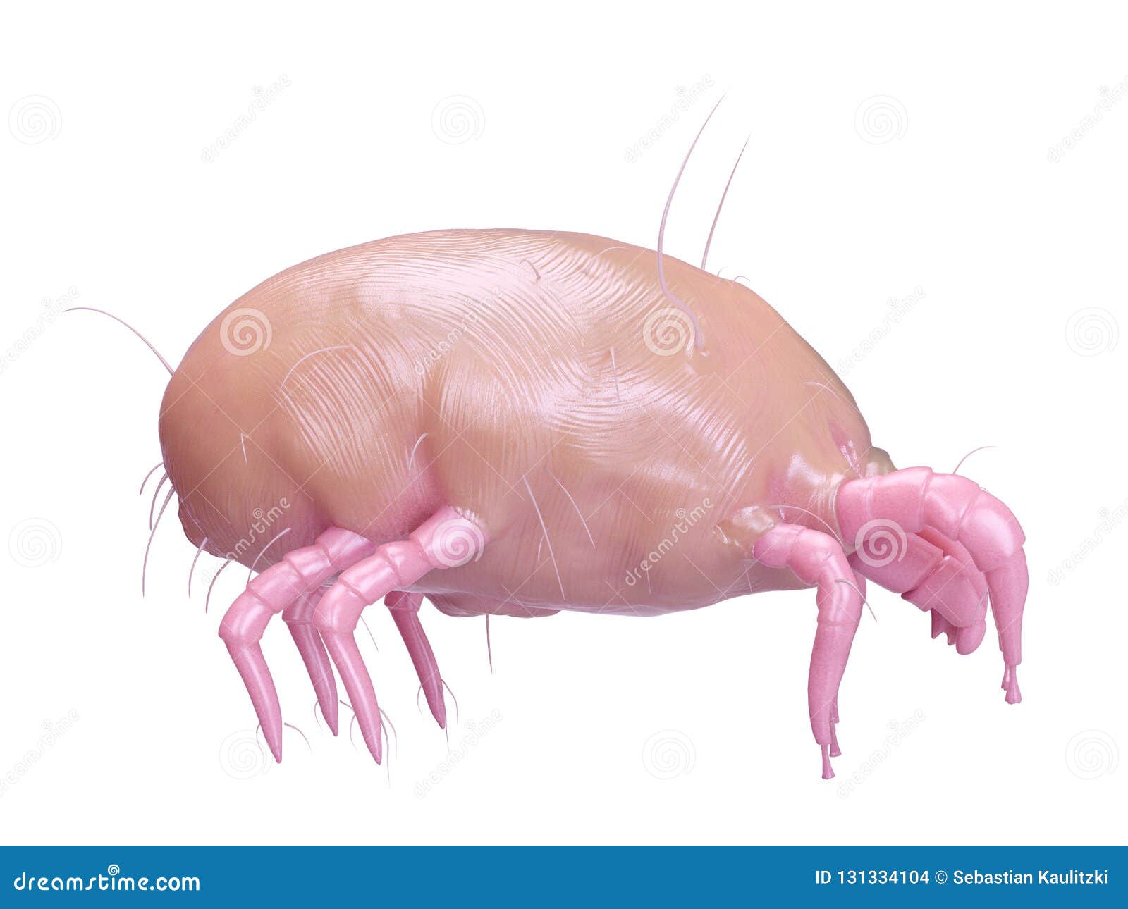 A dust mite stock illustration. Illustration of allergy - 131334104
