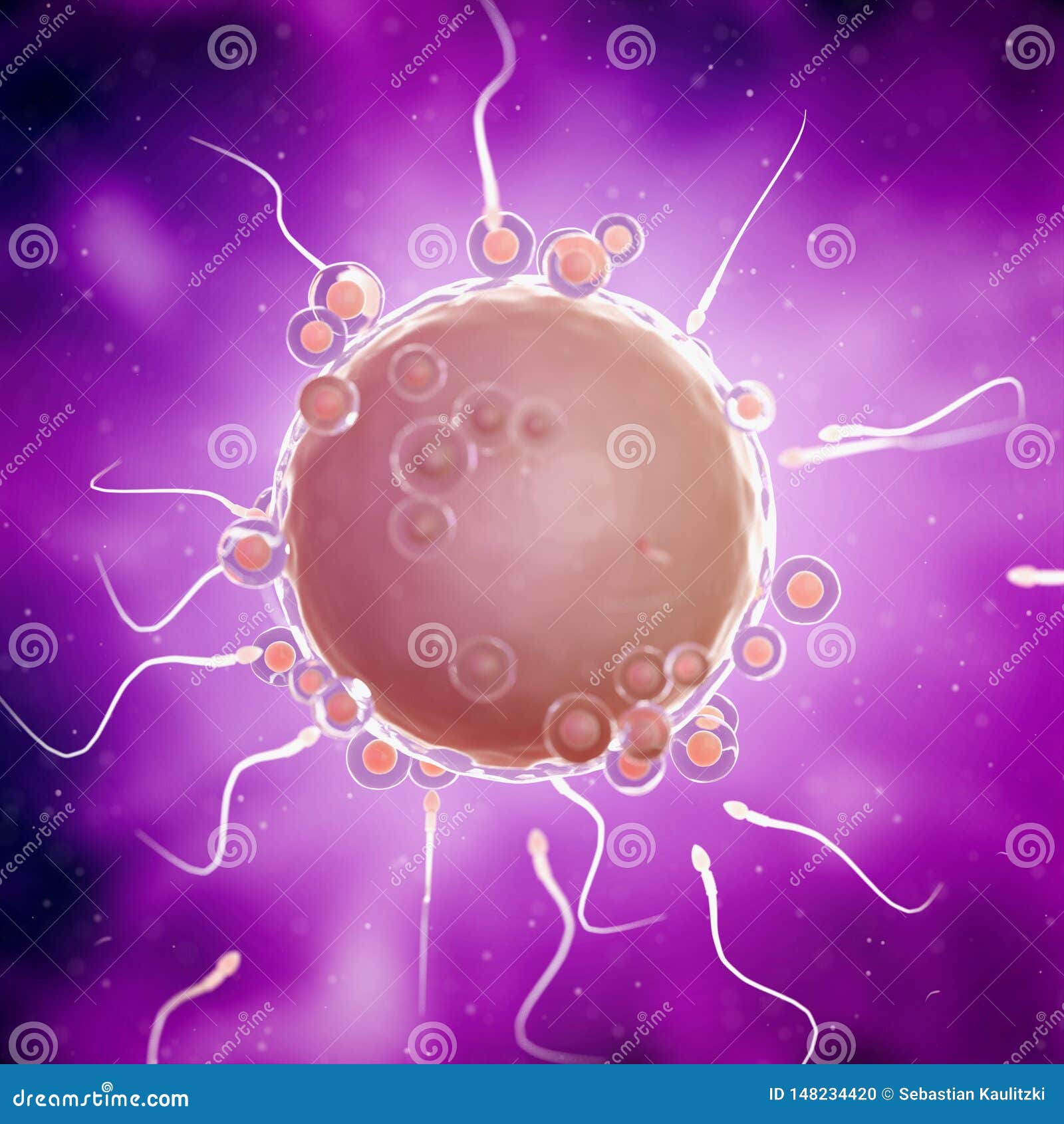 An egg cell and sperm stock illustration. Illustration of embryology ...
