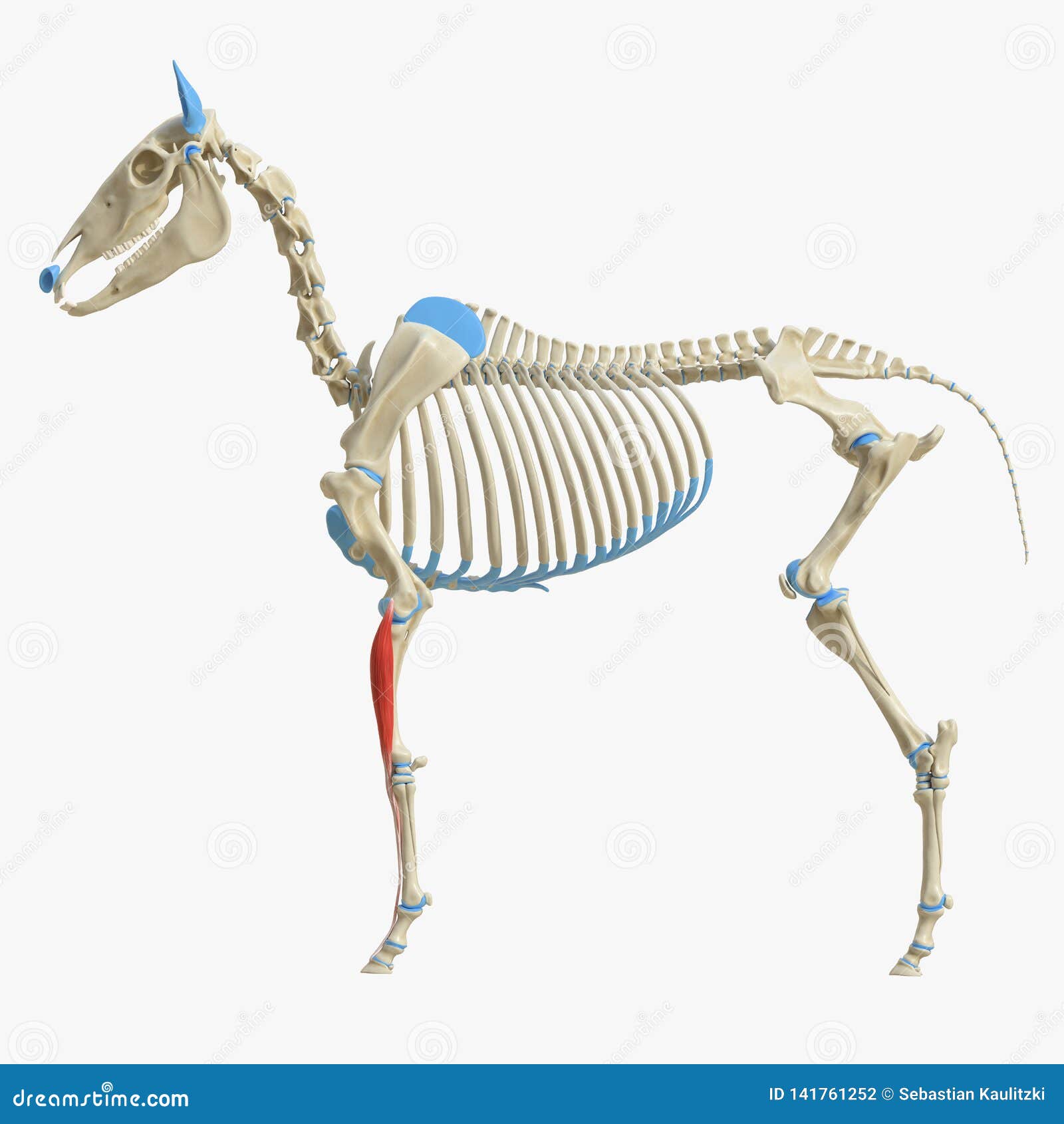 Common Digital Extensor stock illustration. Illustration of muscular ...