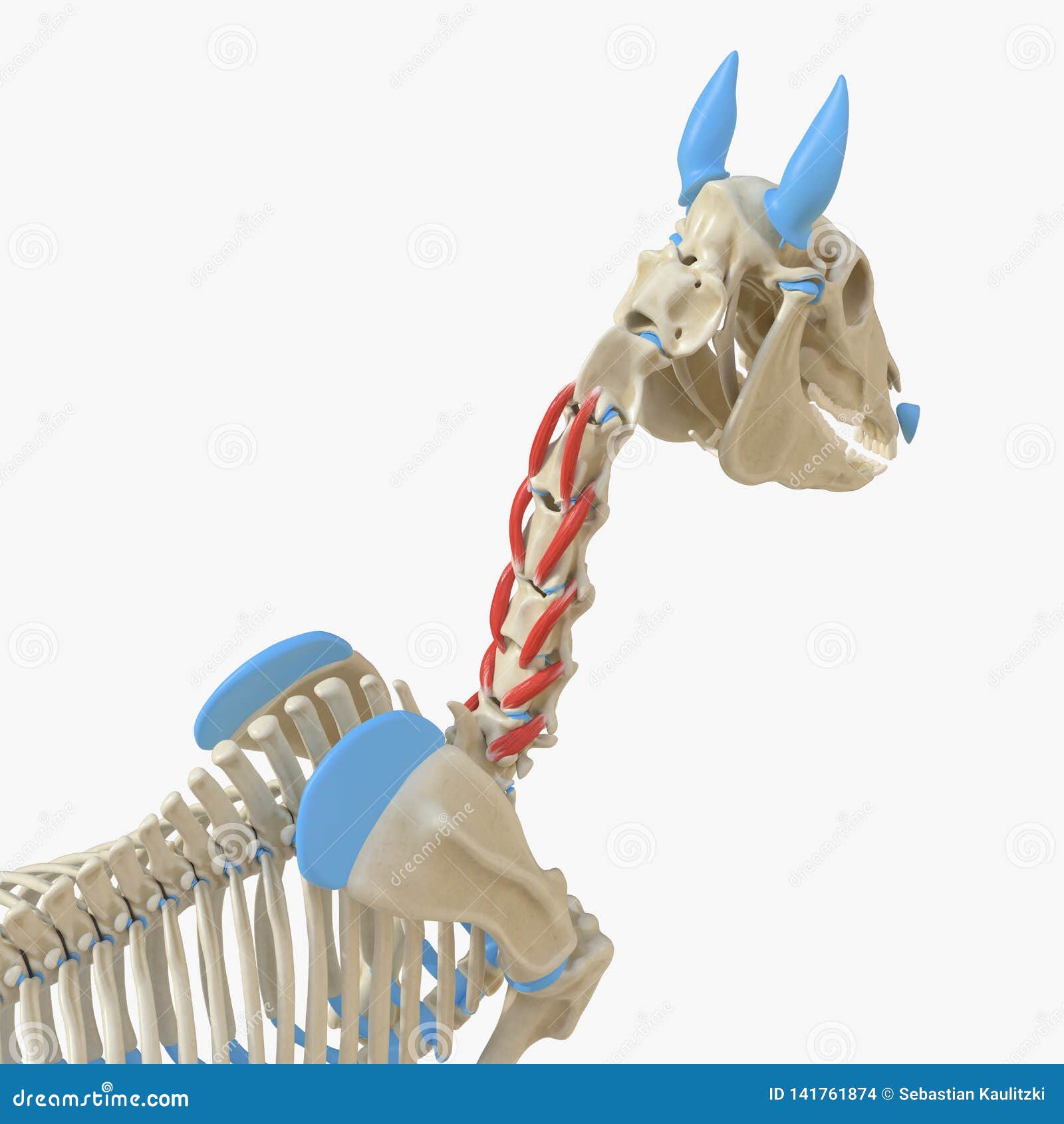 Intertransversarii stock illustration. Illustration of orthopedic ...