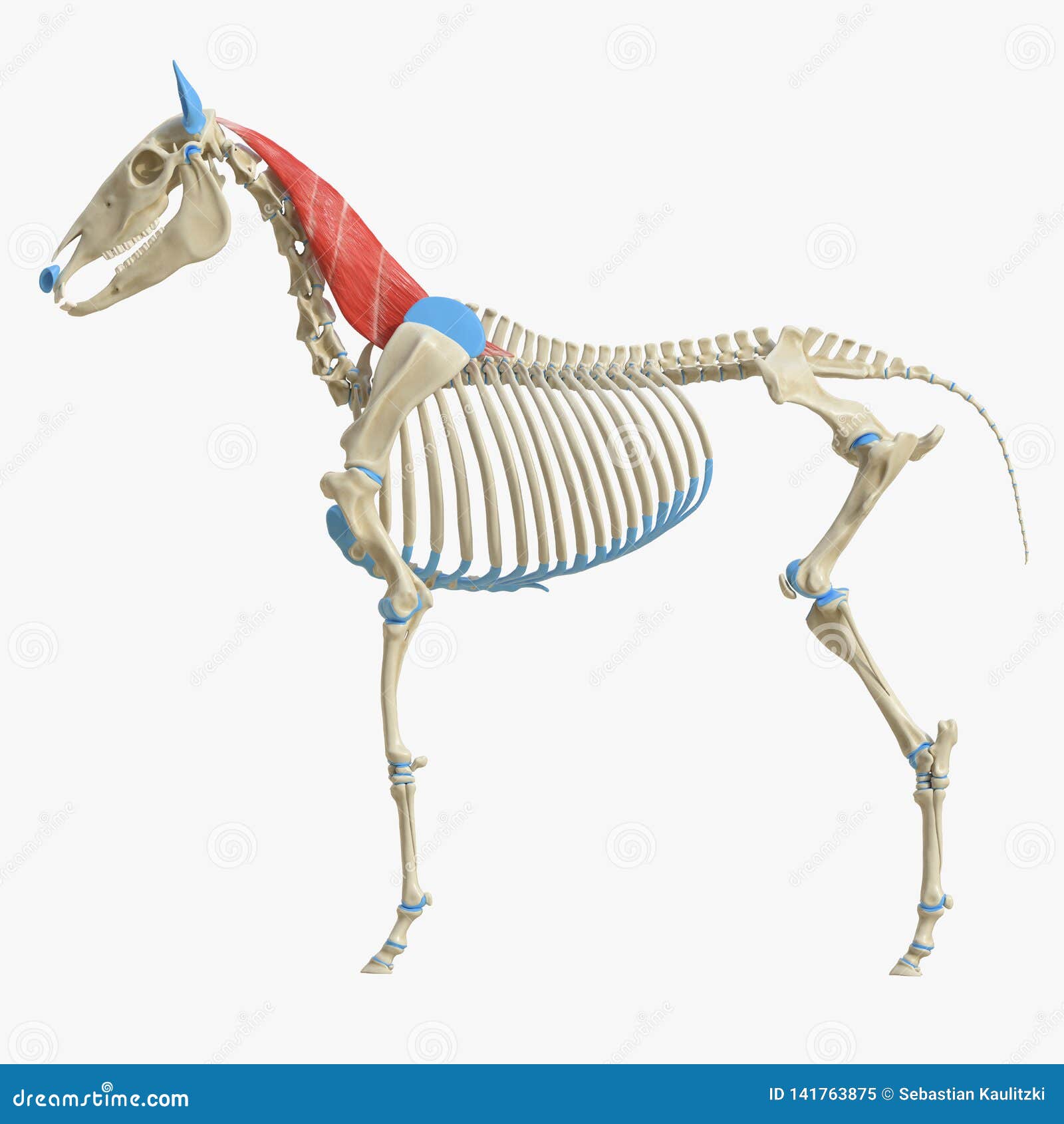 Semispinalis Capitis stock illustration. Illustration of muscle - 141763875