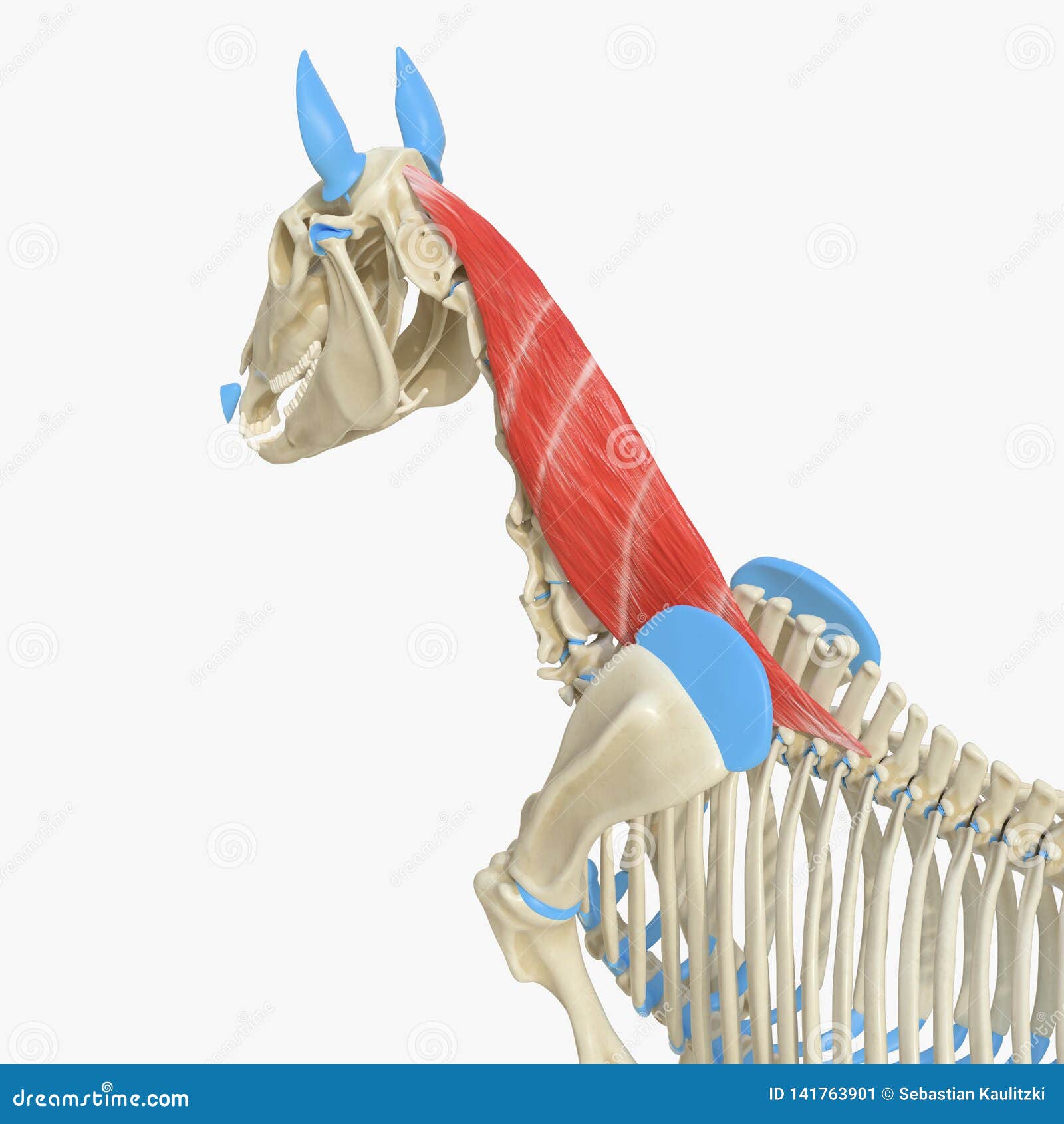 Semispinalis Capitis stock illustration. Illustration of medically ...