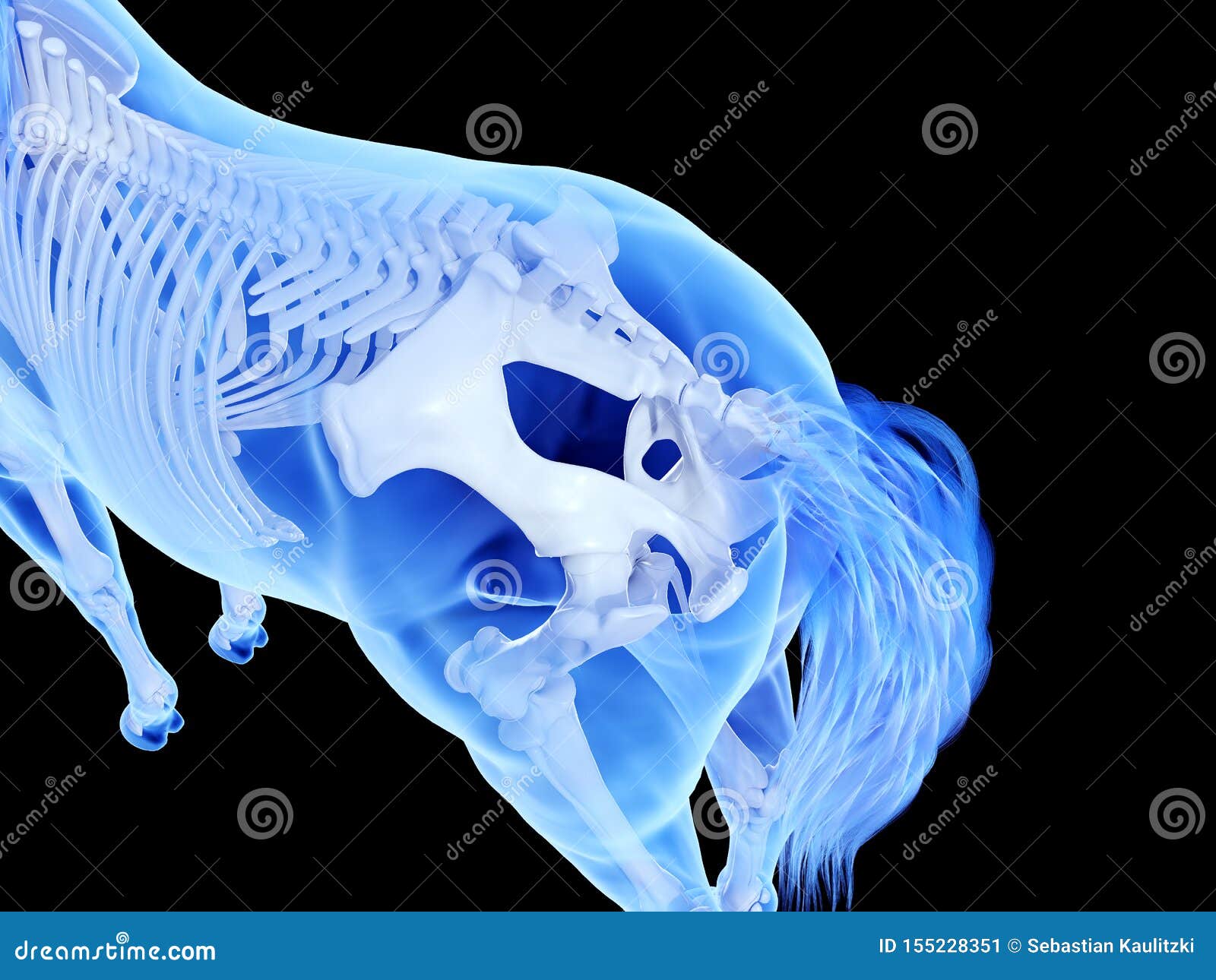 The equine skeletal system stock illustration. Illustration of healthy ...