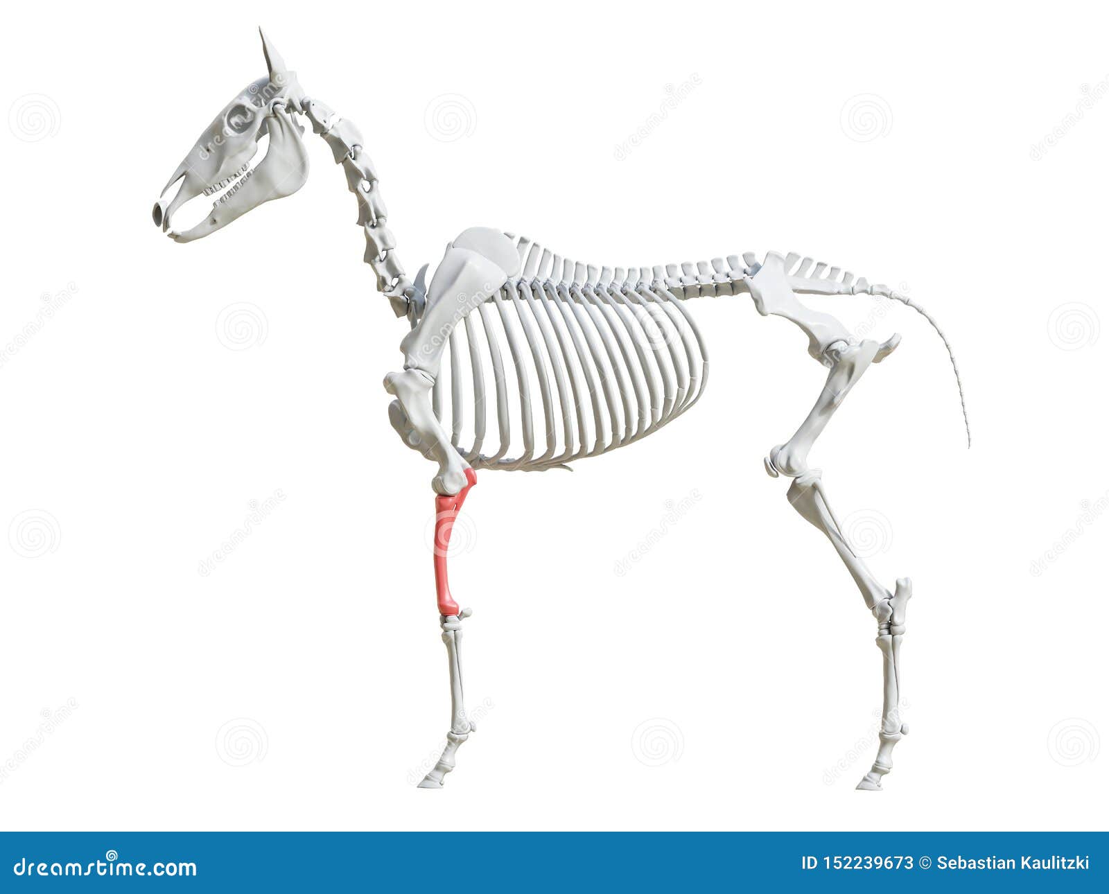 The Equine Skeleton - Radius Stock Illustration - Illustration of white ...