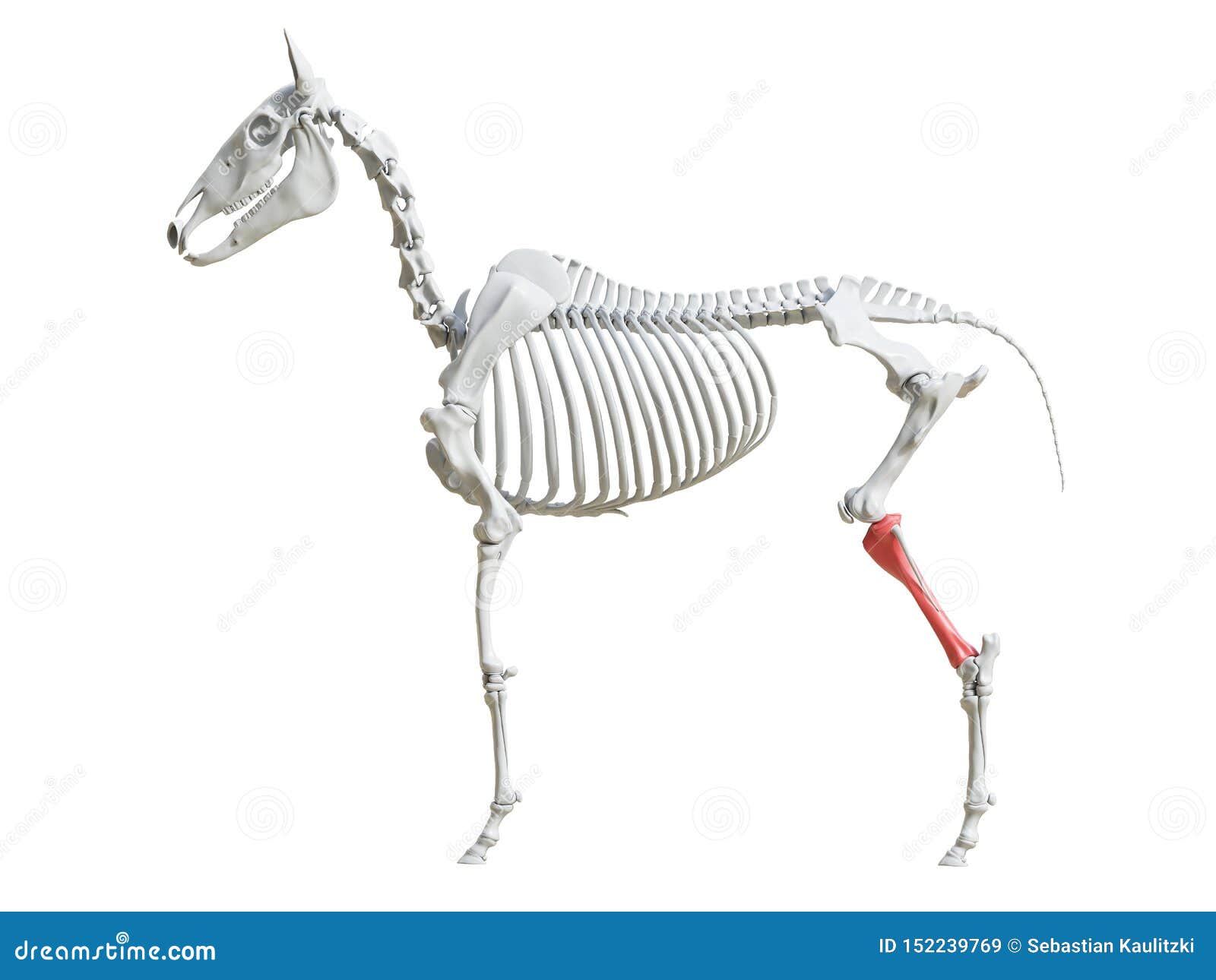 The Equine Skeleton - Tibia Stock Illustration - Illustration of tibia ...