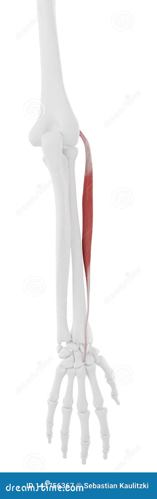 The Extensor Carpi Radialis Brevis Stock Illustration | CartoonDealer ...
