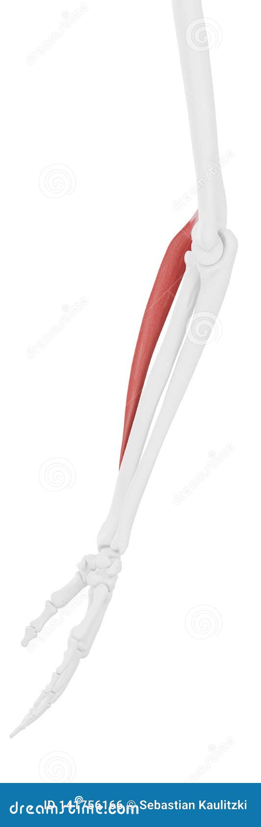 The Extensor Carpi Radialis Longus Stock Illustration - Illustration of ...