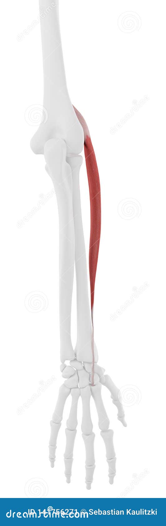 The Extensor Carpi Radialis Longus Stock Illustration | CartoonDealer ...