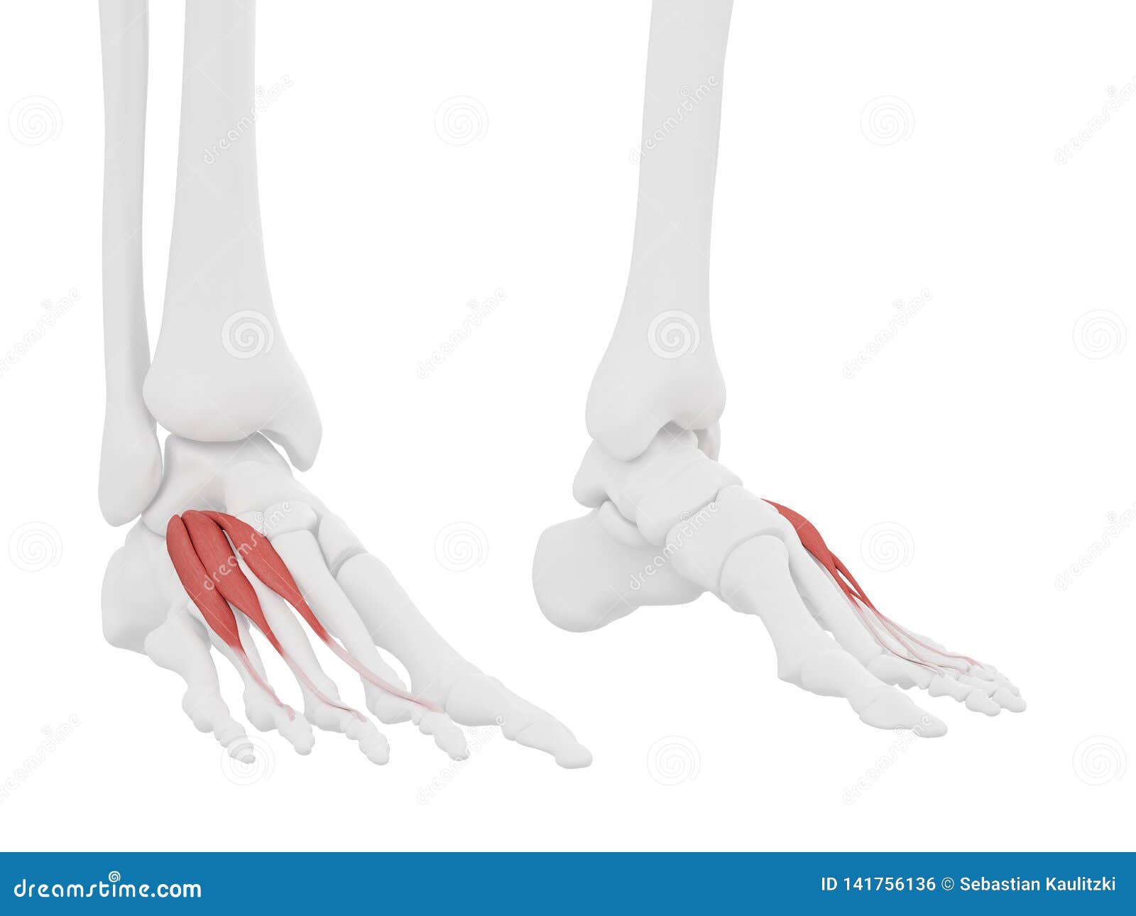 The Extensor Digitorum Brevis Stock Illustration - Illustration of ...