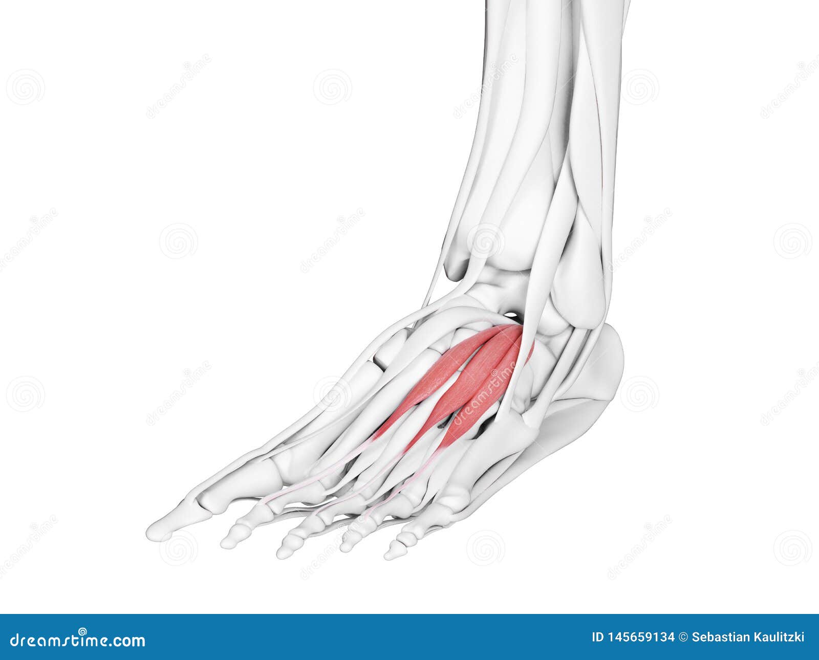 The Extensor Digitorum Brevis Stock Illustration - Illustration of ...