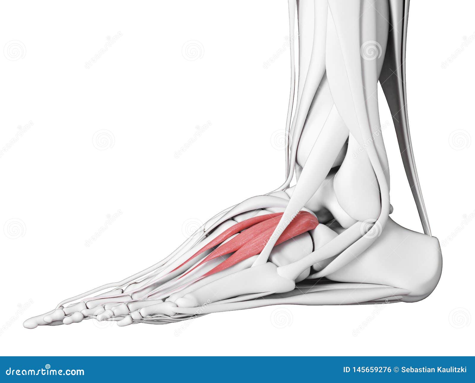 The Extensor Digitorum Brevis Stock Illustration - Illustration of ...