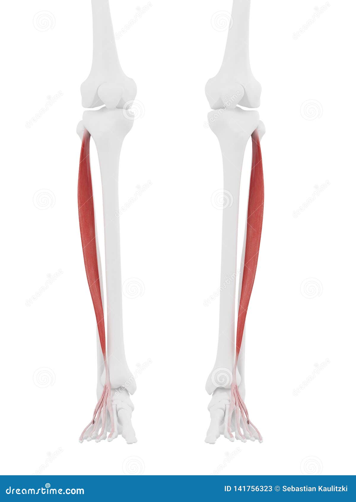 The Extensor Digitorum Longus Stock Illustration - Illustration of ...