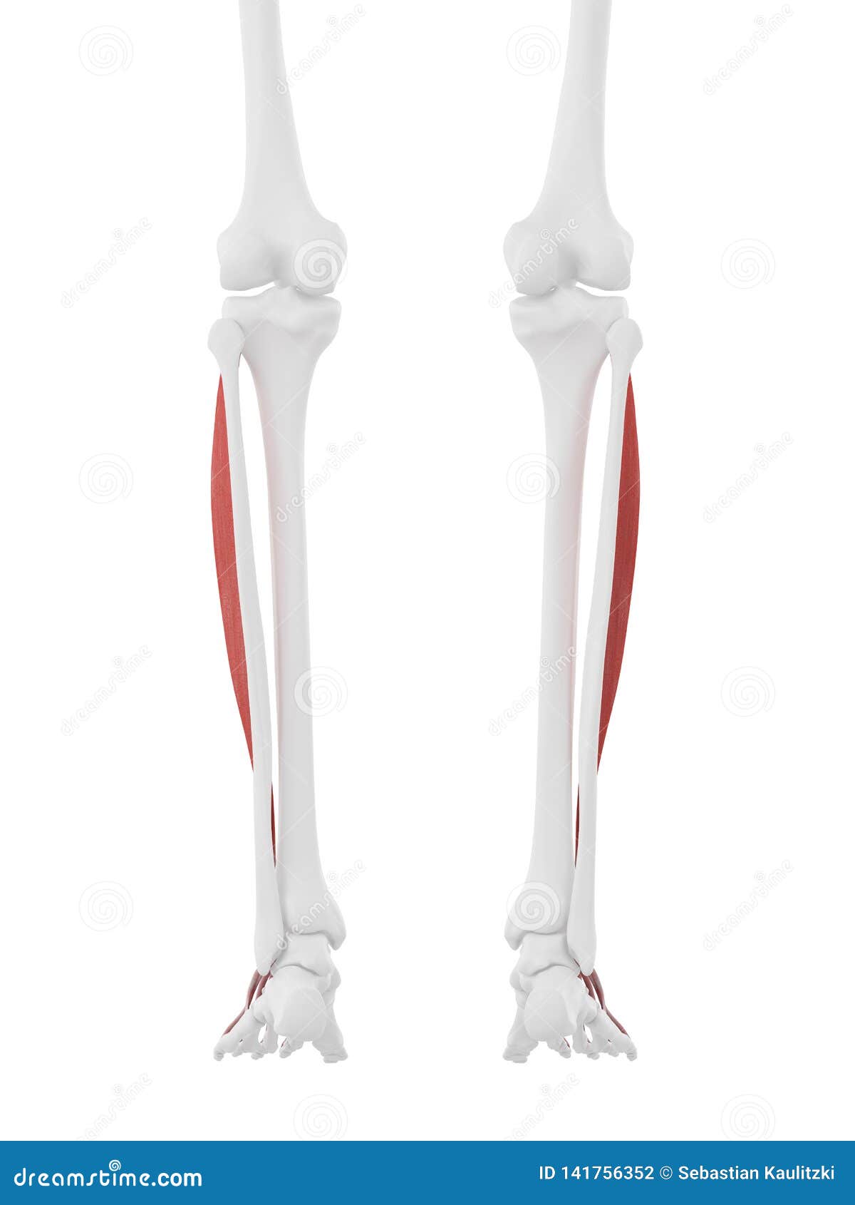 The Extensor Digitorum Longus Stock Illustration - Illustration of ...