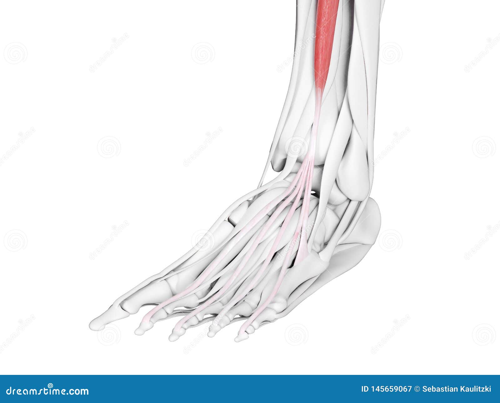 The Extensor Digitorum Longus Stock Illustration - Illustration of foot ...
