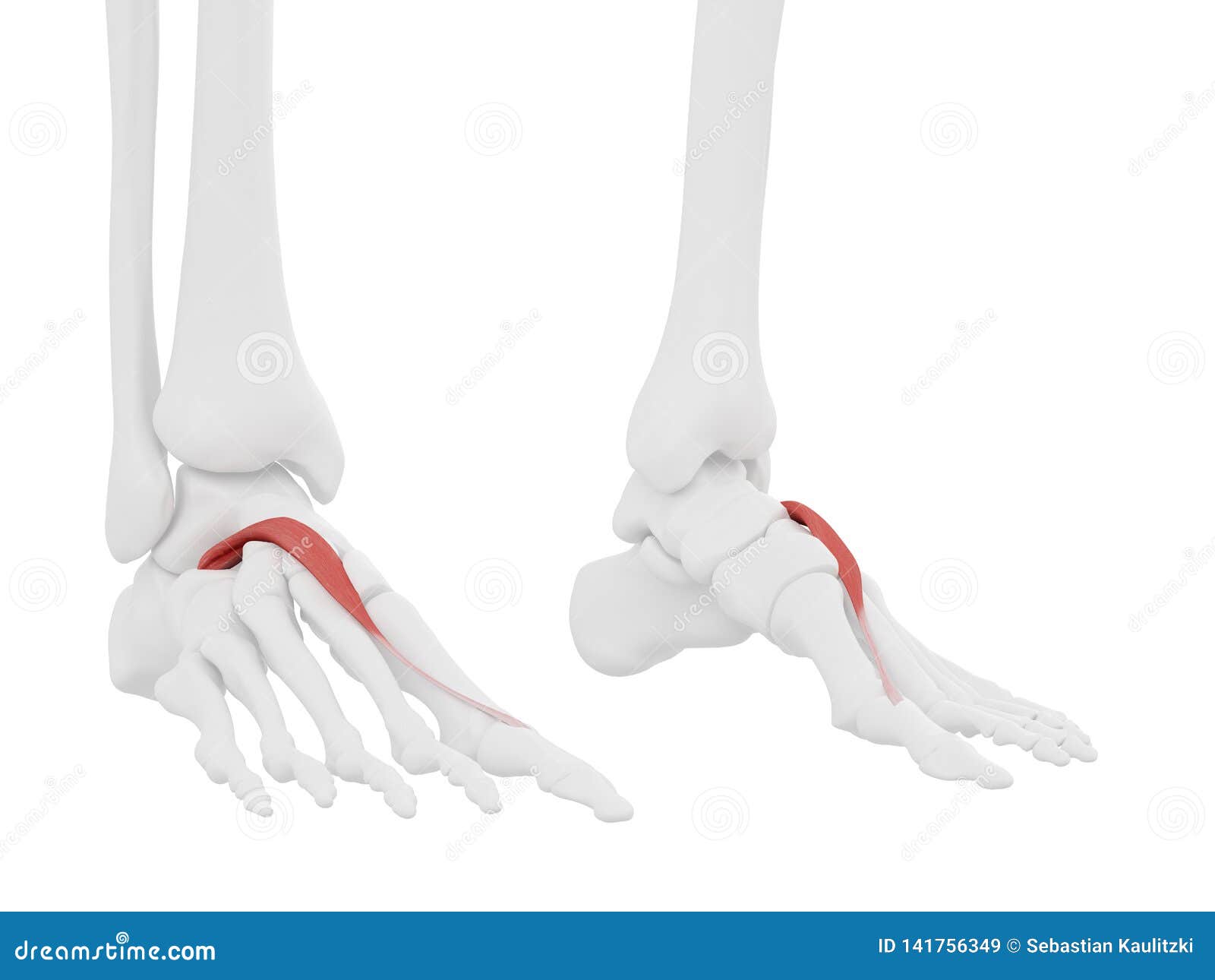 The Extensor Hallucis Brevis Stock Illustration - Illustration of ...