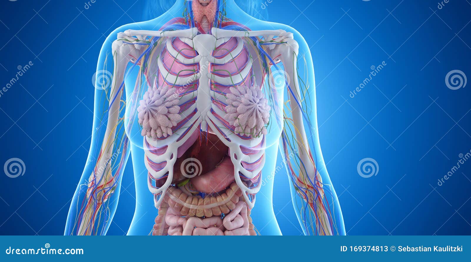 The Female Thorax Anatomy Stock Illustration 169375636