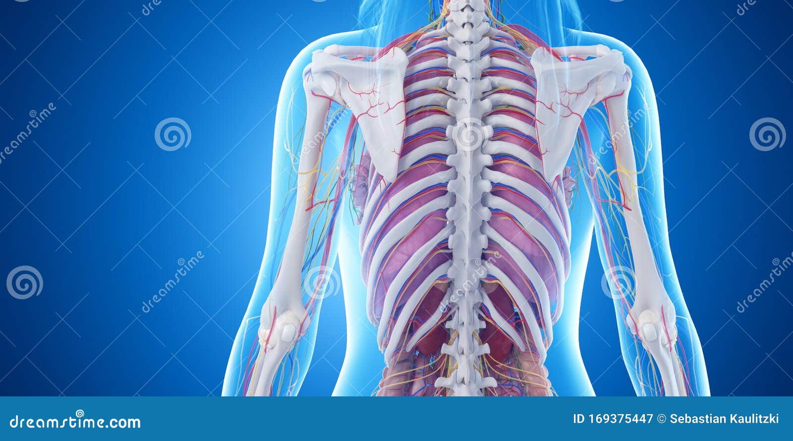 The Female Thorax Anatomy Stock Illustration Illustration Of Medically 169375447