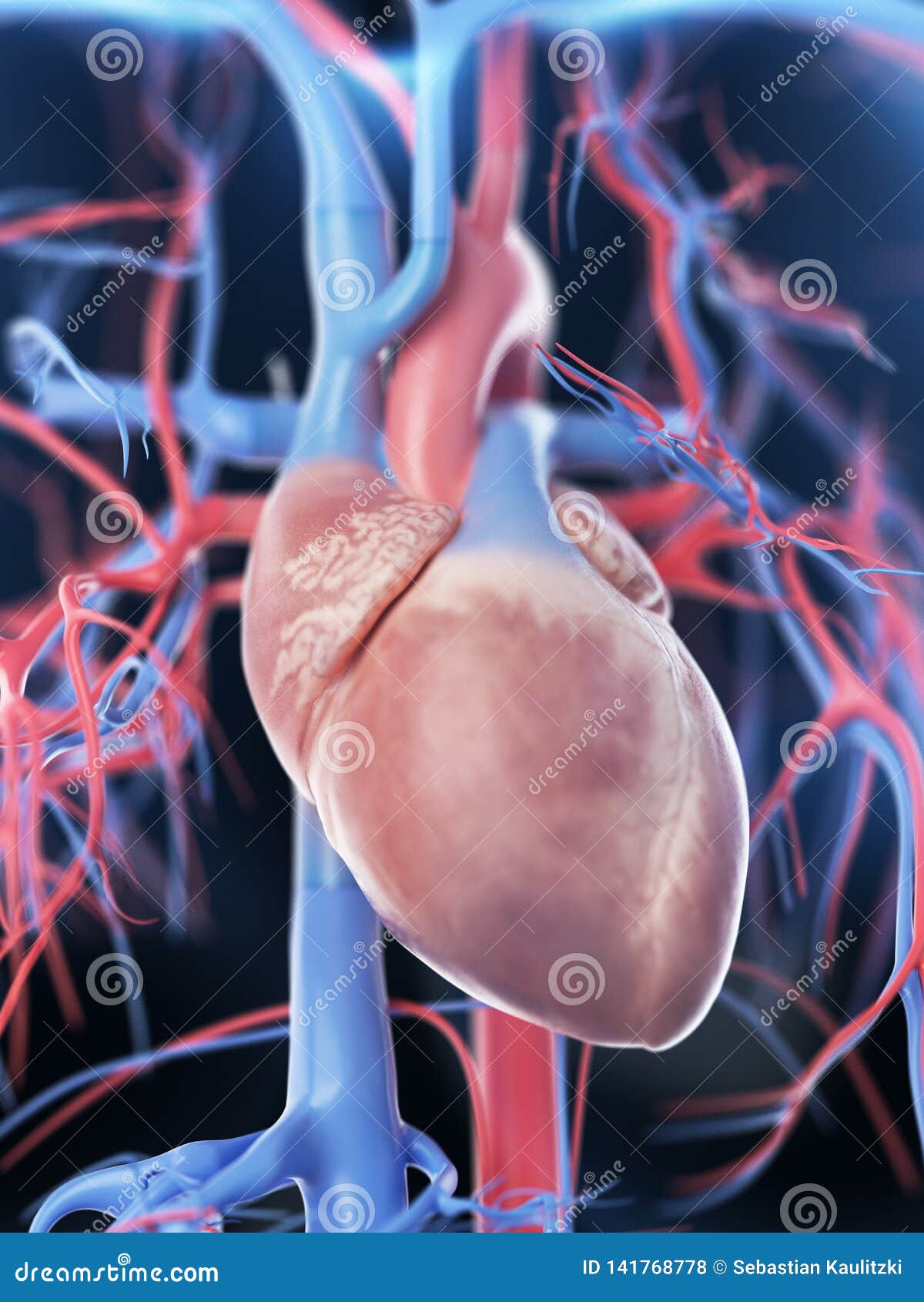 The female vascular system stock illustration. Illustration of female ...