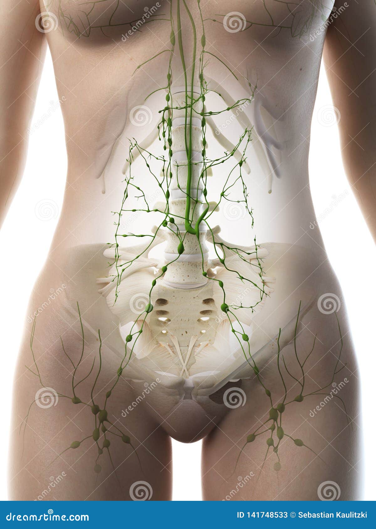 A Females Abdominal Lymph Nodes Stock Illustration - Illustration of ... A Females Abdominal Lymph Nodes Stock Illustration - Illustration of ...
