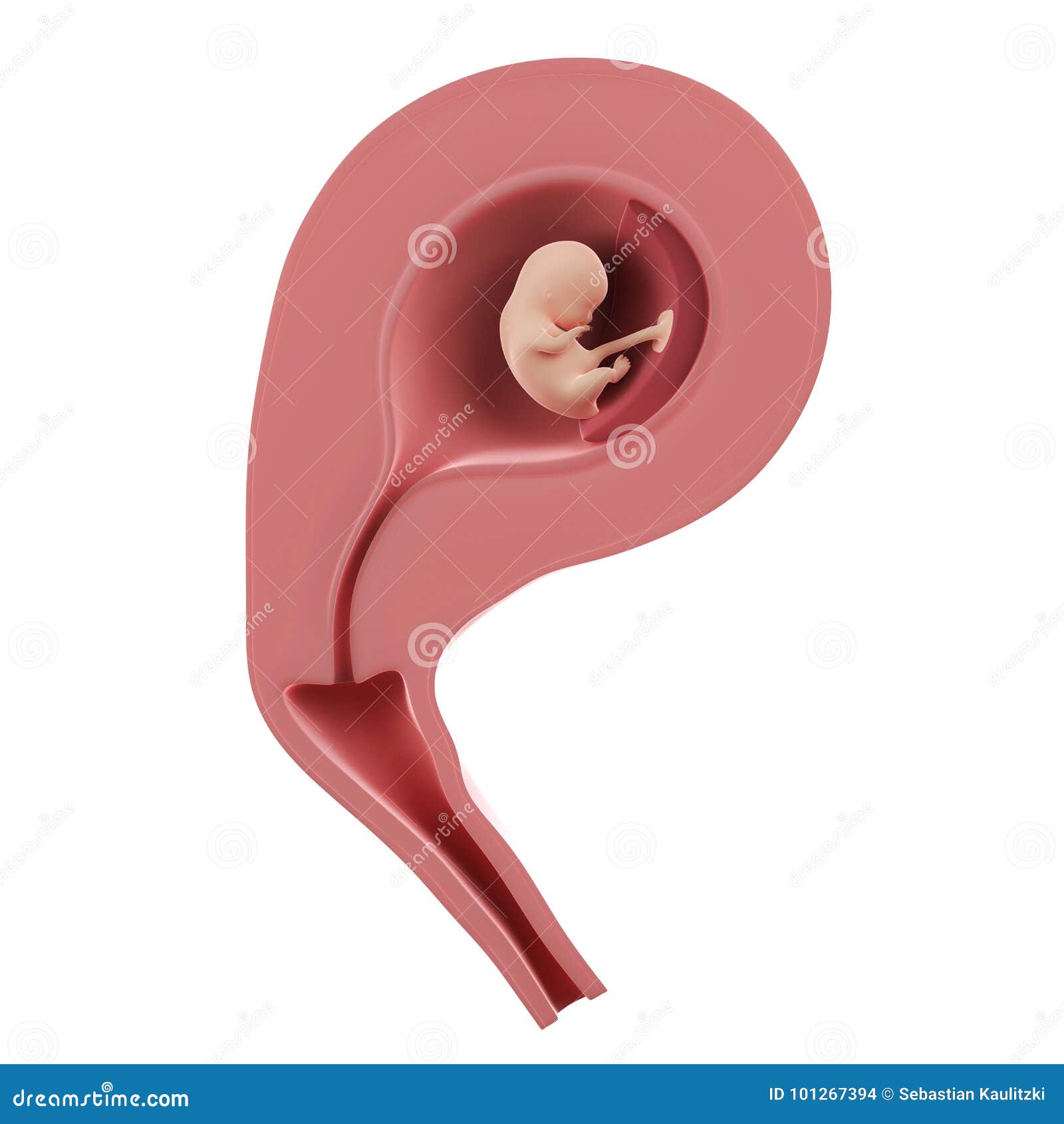 A Fetus Inside Of An Uterus Week 10 Stock Illustration Illustration Of Development Rendered