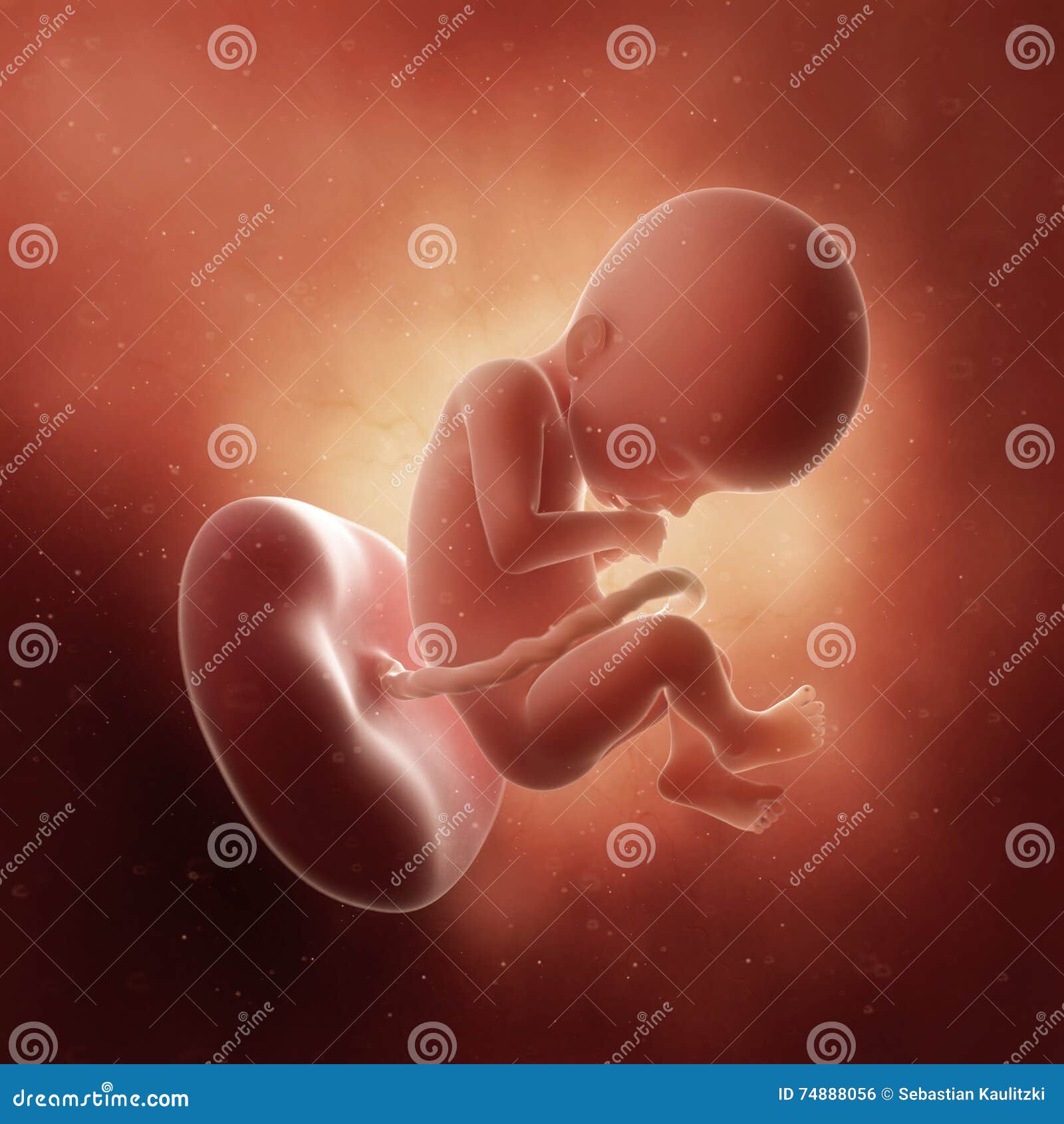 Fetus week 22 stock illustration. Illustration of pregnancy - 74888056