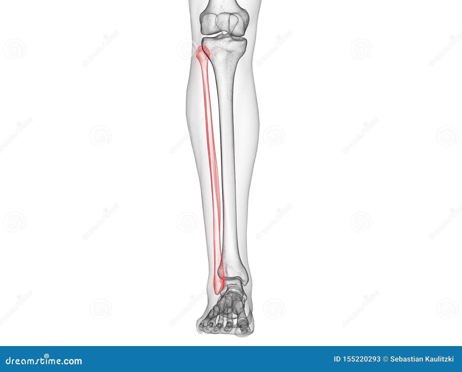 The fibula bone stock illustration. Illustration of health - 155220293