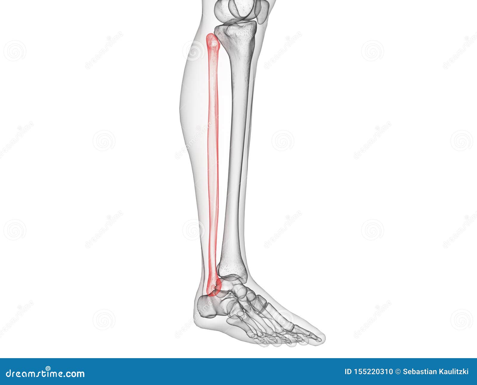 Fibula Bone X-ray Front Or Anterior View. Osteology Of The Human ...
