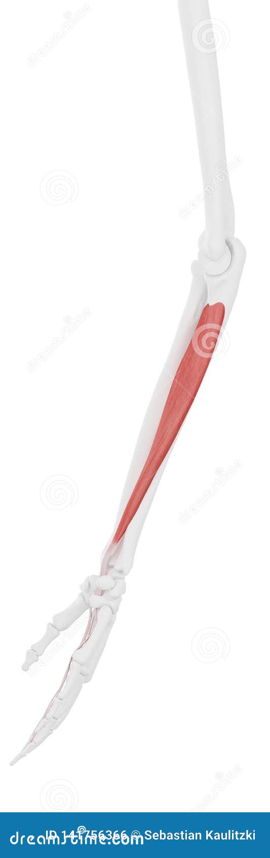 The Flexor Digitorum Profundus Stock Illustration - Illustration of ...