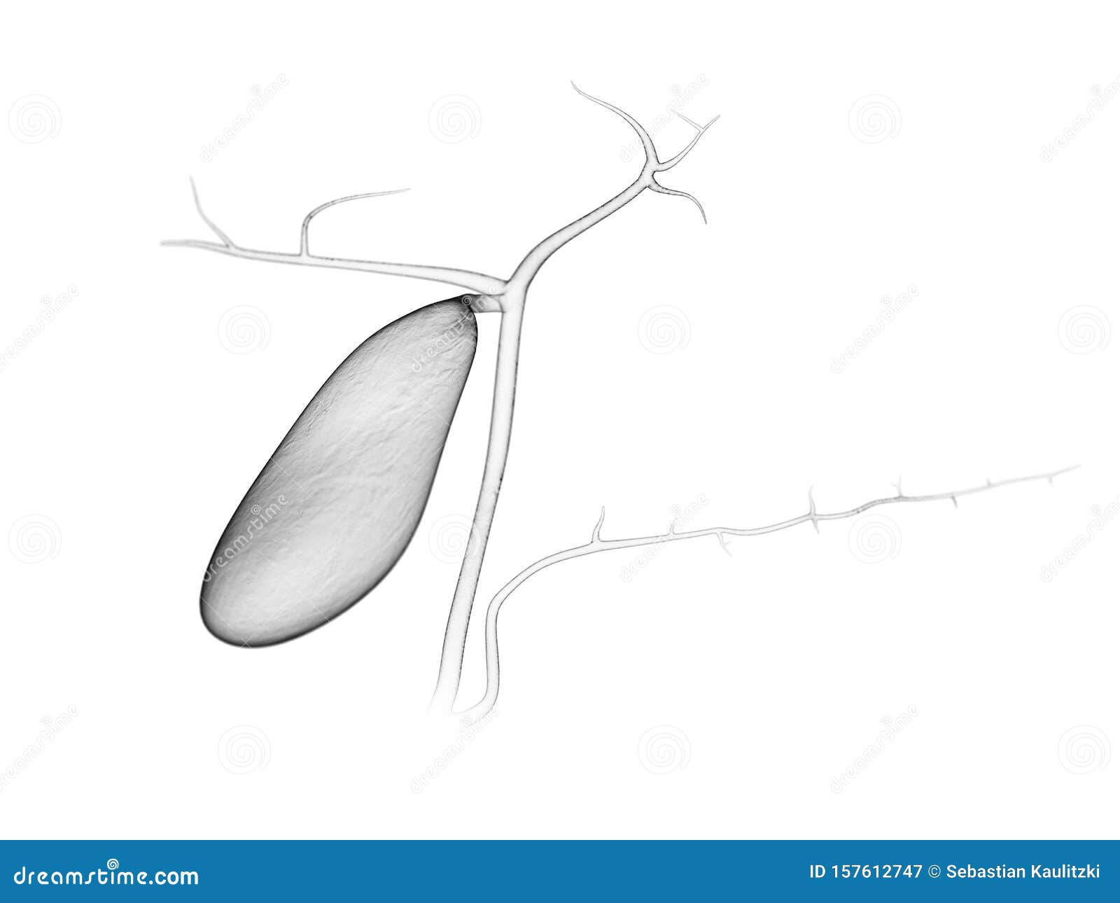 The gallbladder stock illustration. Illustration of rendered - 157612747