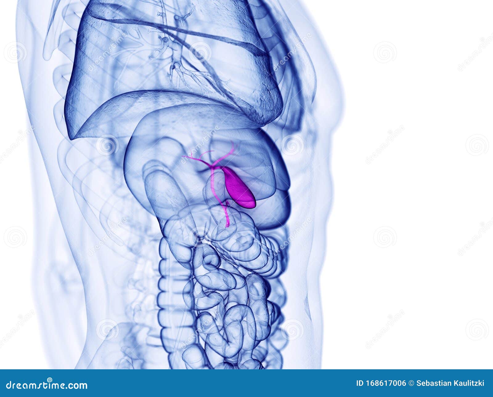 The gallbladder stock illustration. Illustration of medical - 168617006