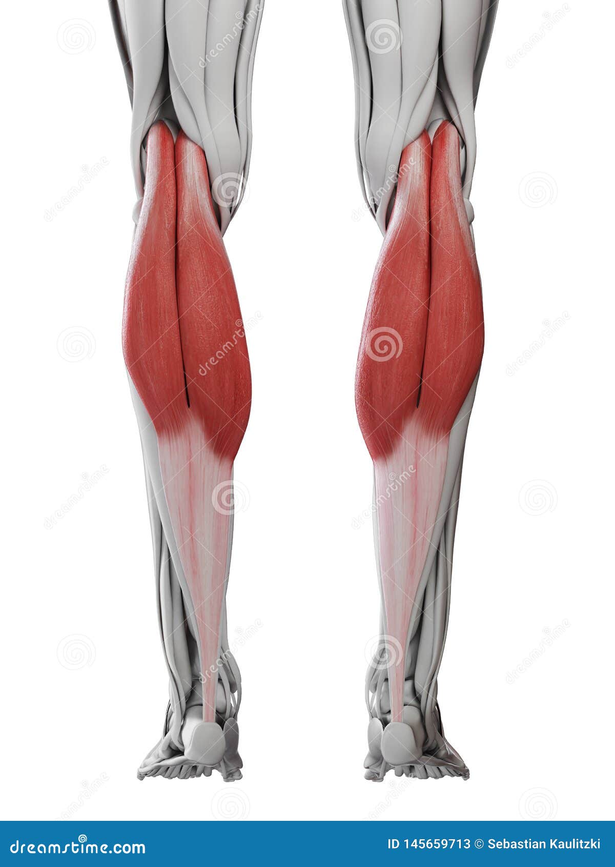 The gastrocnemius stock illustration. Illustration of musculature ...