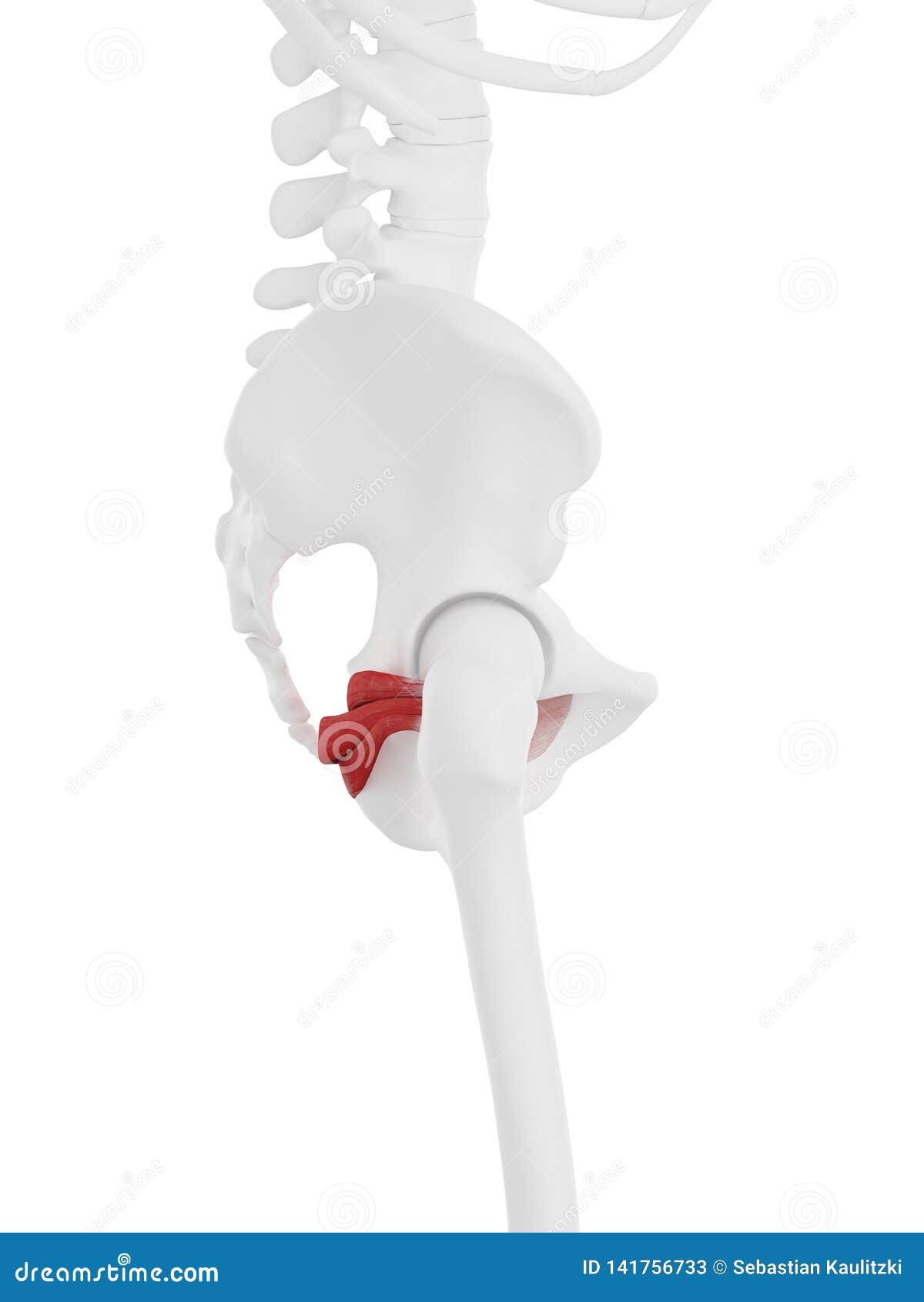 The Gemellus Muscles stock illustration. Illustration of anatomical ...