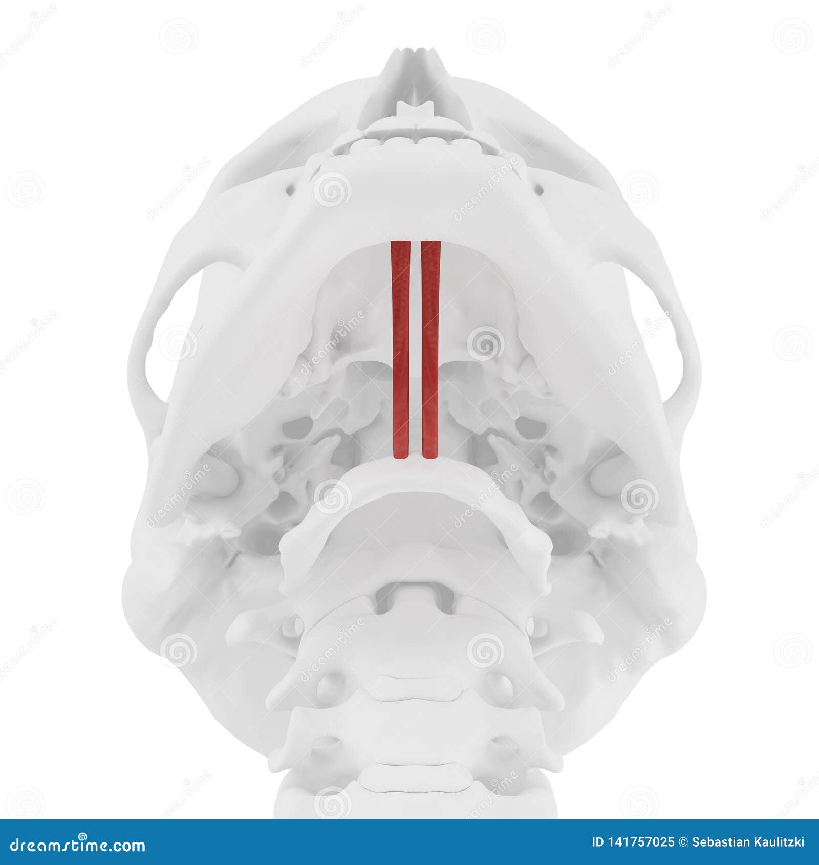 The Geniohyoid stock illustration. Illustration of health - 141757025