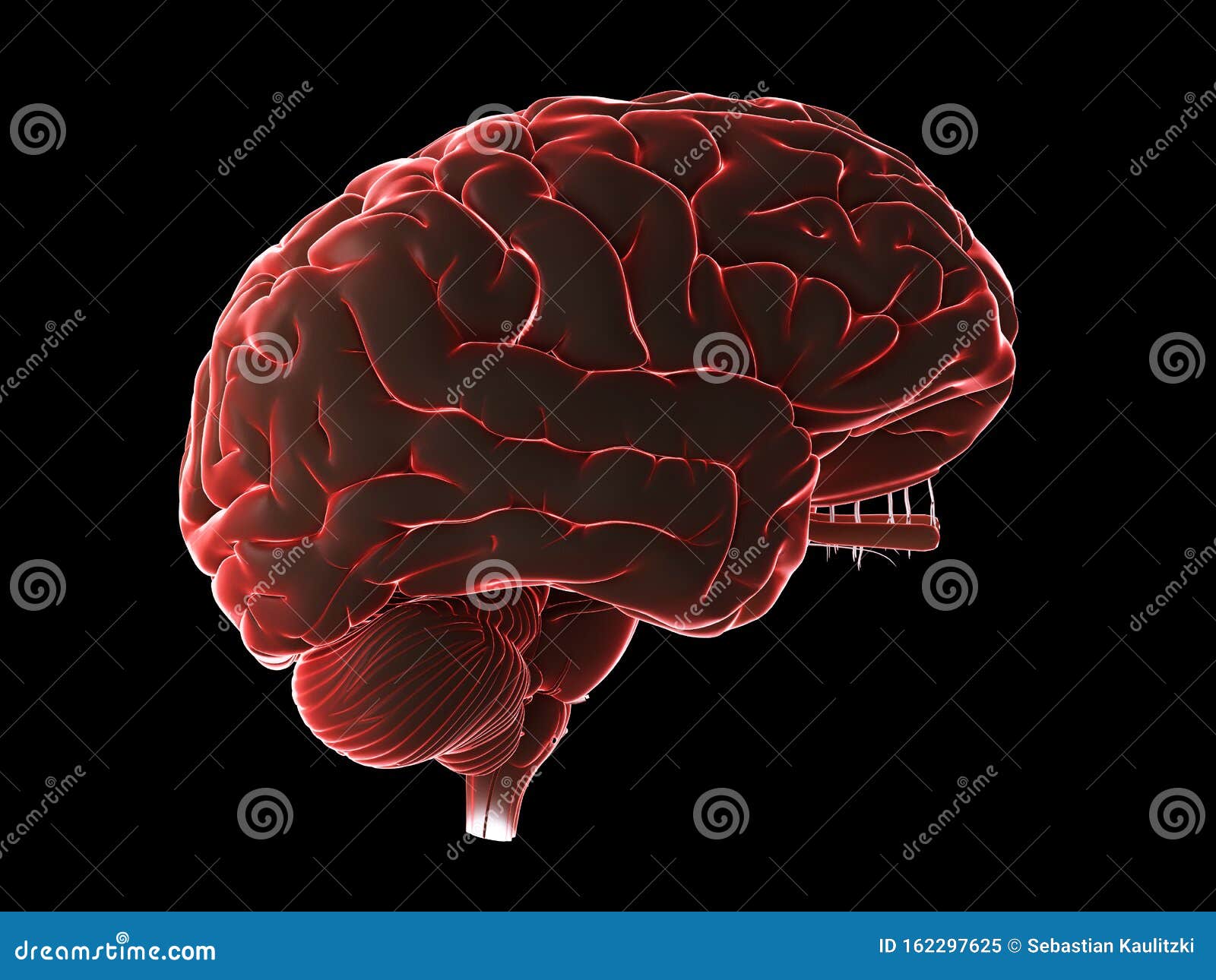 GLOWING HUMAN BRAIN WITH RED LEARNER L PLATE Royalty-Free Stock ...