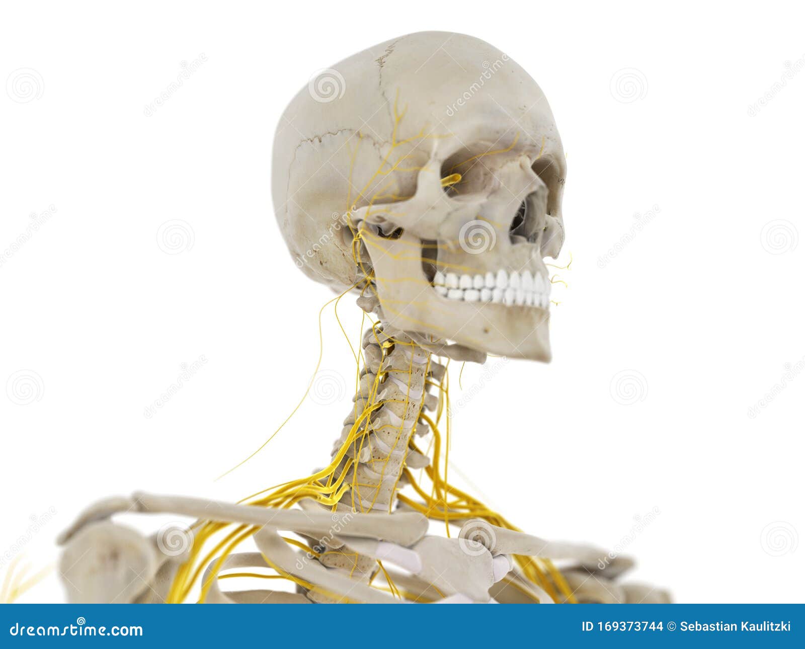The head and neck nerves stock illustration. Illustration of rendered ...