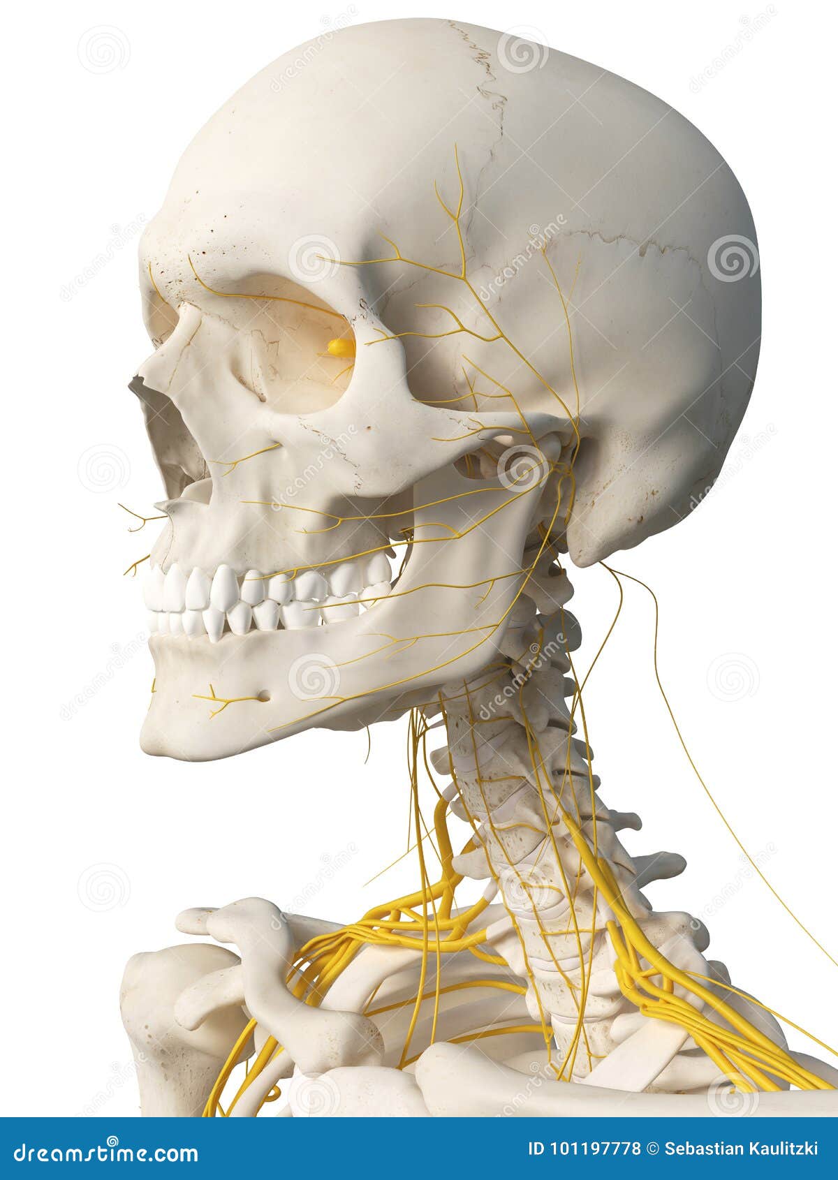 The Nerves Of The Head Royalty-Free Cartoon | CartoonDealer.com #162292418