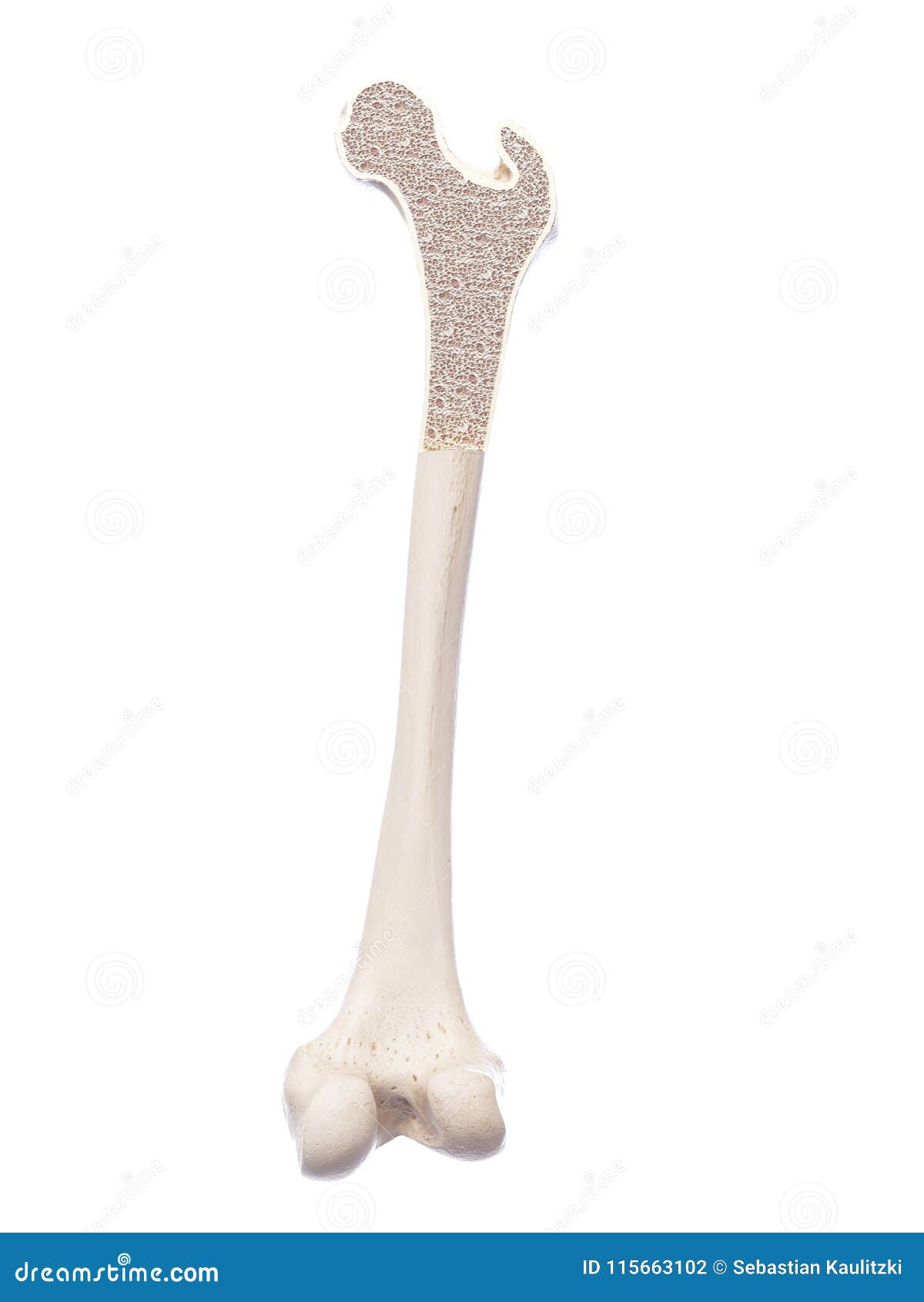 A healthy bone structure stock illustration. Illustration of skeletal ...