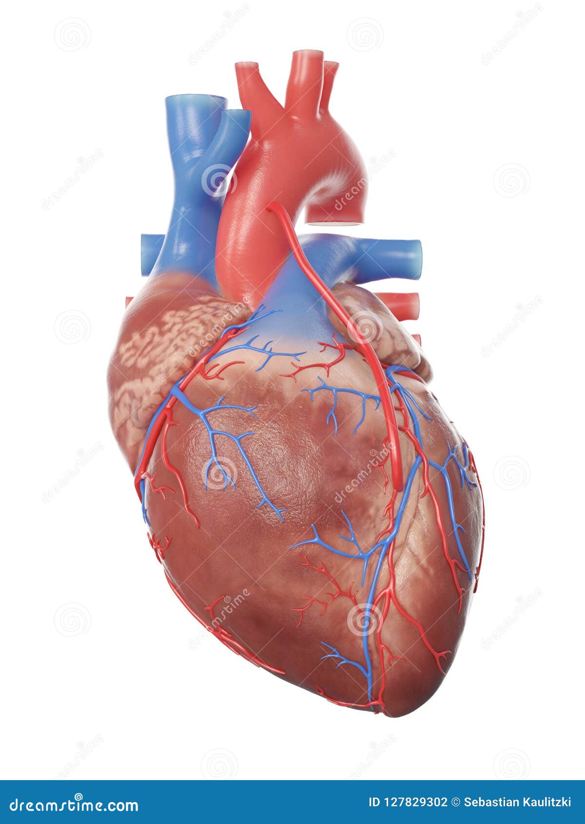 A Heart With A Bypass Stock Illustration Illustration Of Attack 127829302