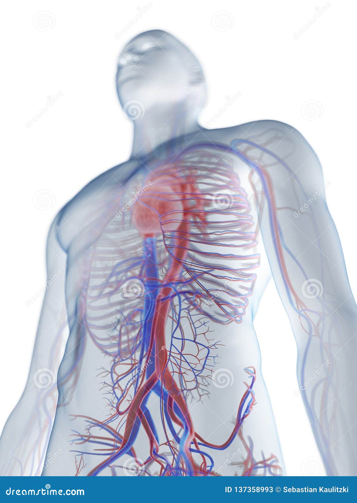 The Heart and Vascular System Stock Illustration - Illustration of ...