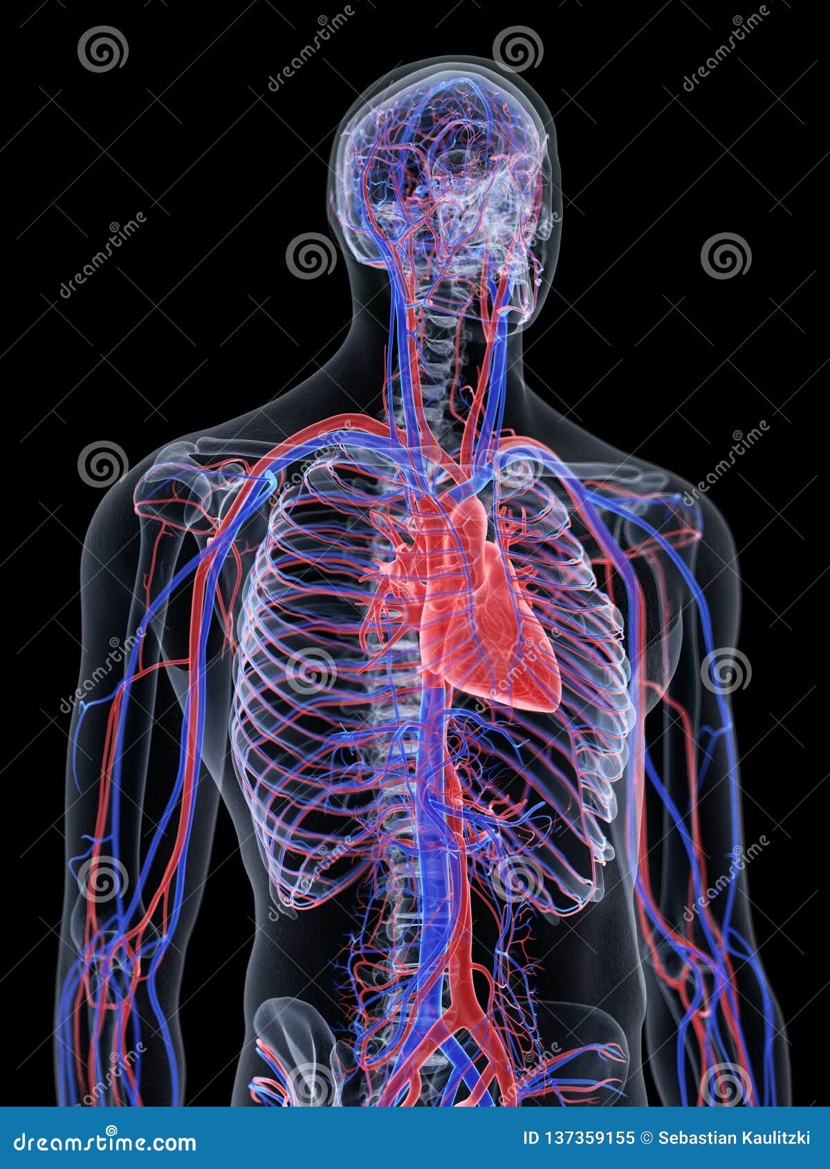 The Heart and Vascular System Stock Illustration - Illustration of ...