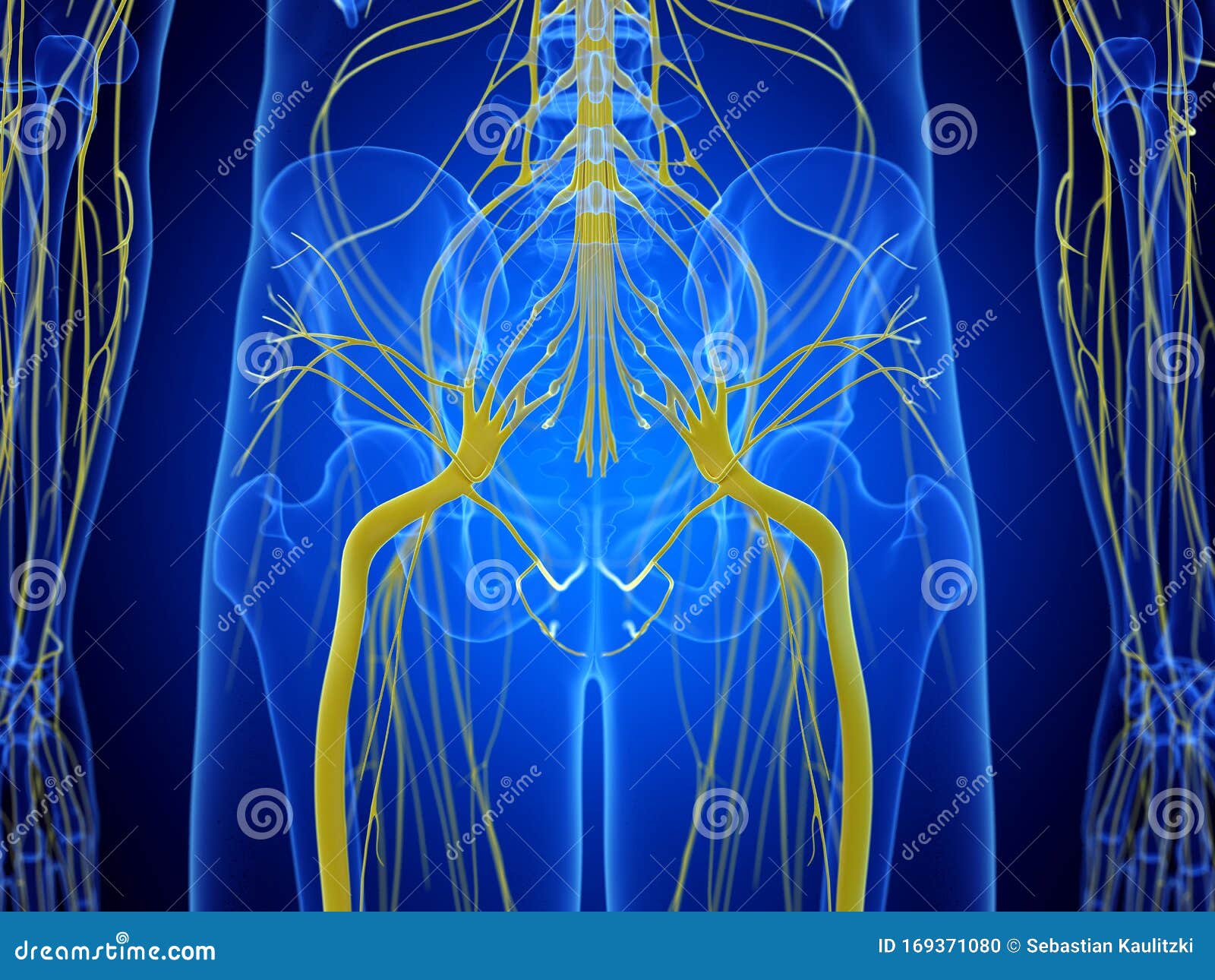 The hip nerves stock illustration. Illustration of brain - 169371080