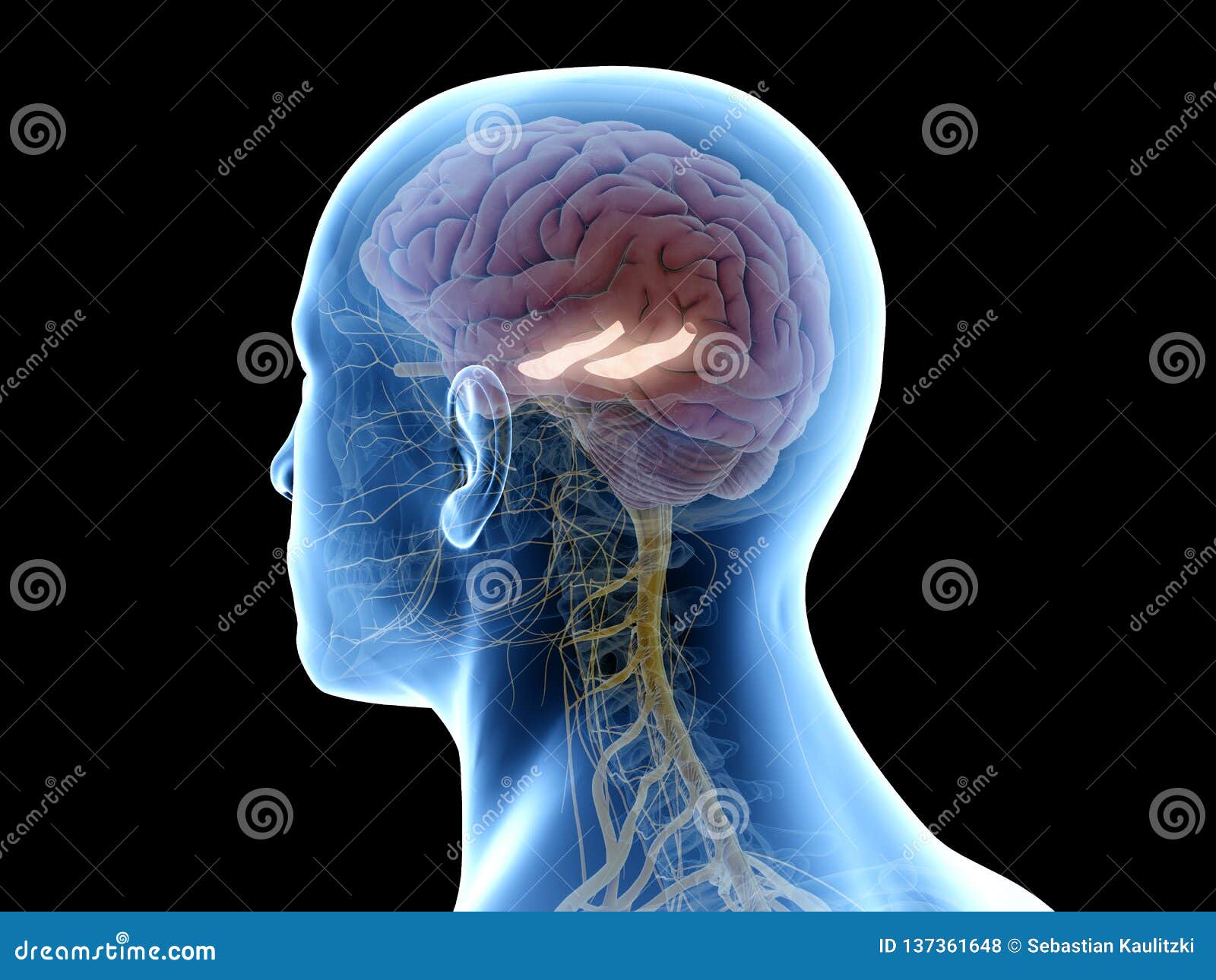 Hippocampus Cartoons, Illustrations & Vector Stock Images - 4606 ...