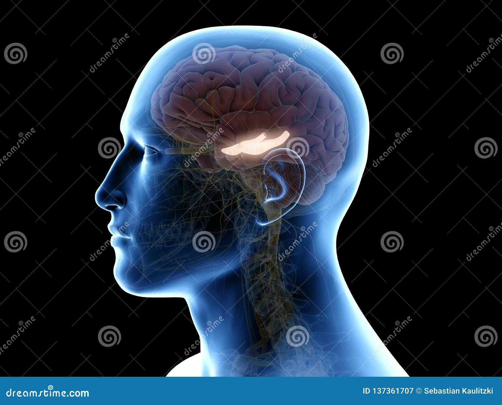 Hippocampus Cartoons, Illustrations & Vector Stock Images - 5456 ...