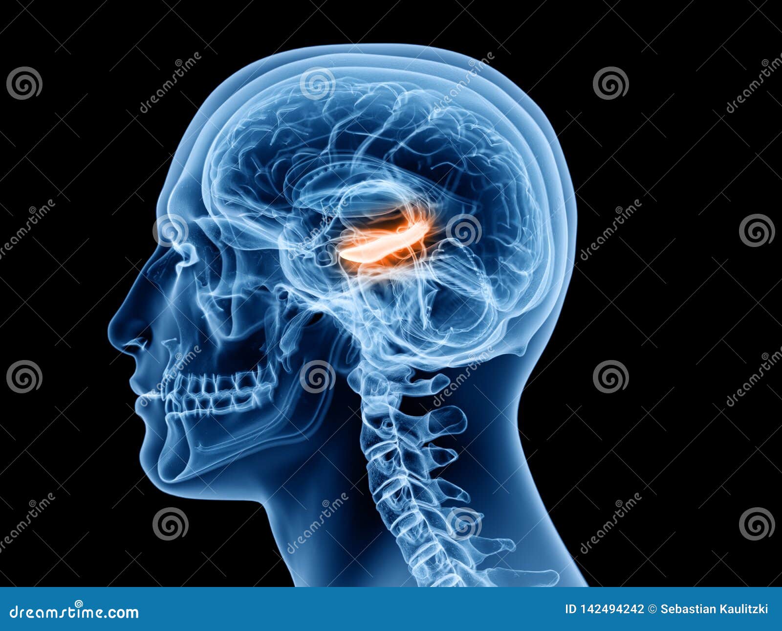 Hippocampus Cartoons, Illustrations & Vector Stock Images - 4290 ...