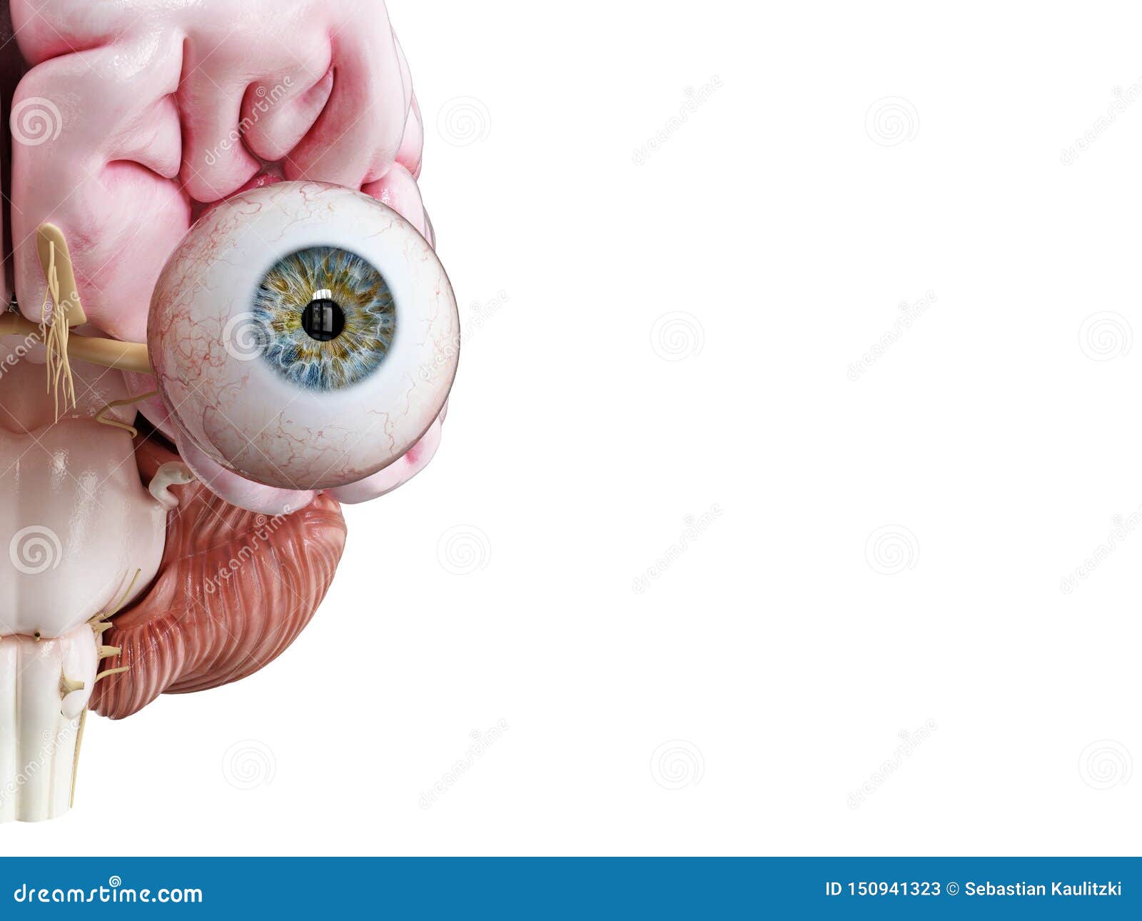 A human brain and eyes stock illustration. Illustration of gyri - 150941323