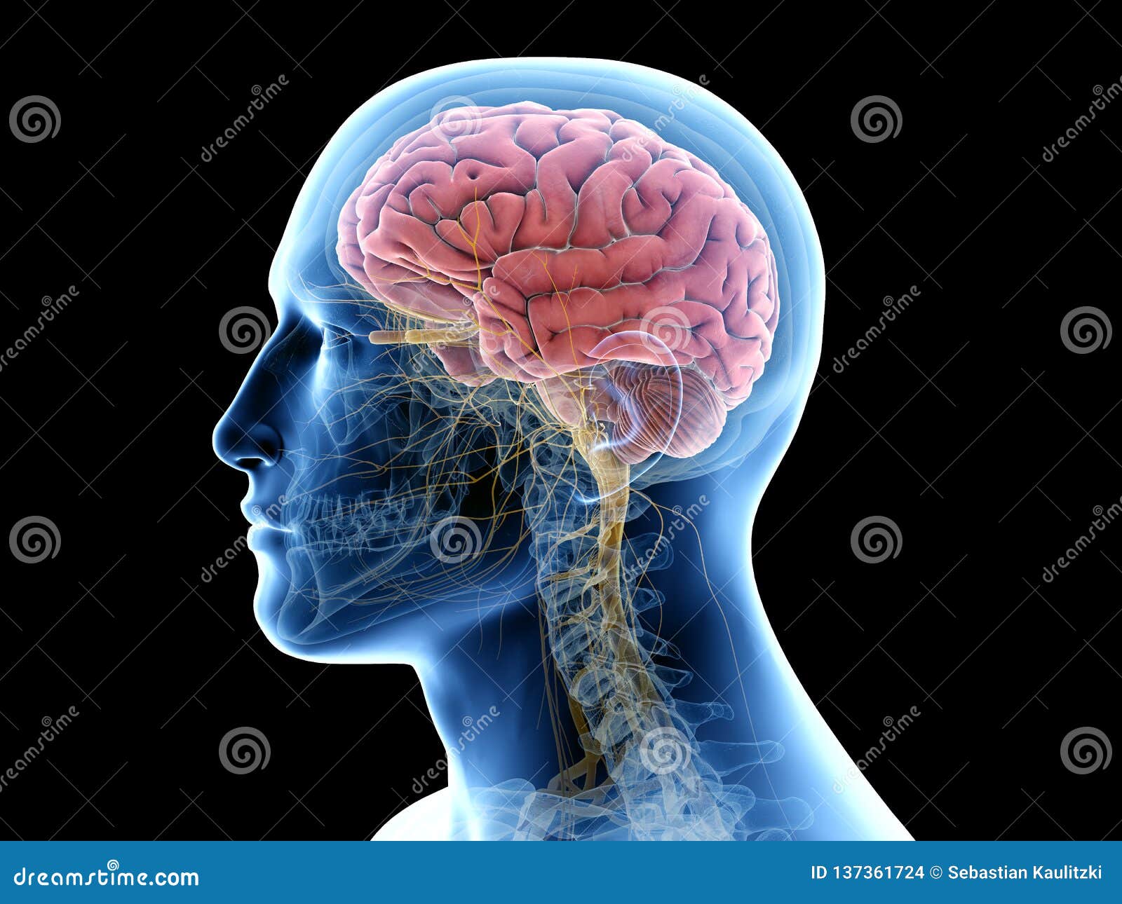The human brain stock illustration. Illustration of anatomical - 137361724