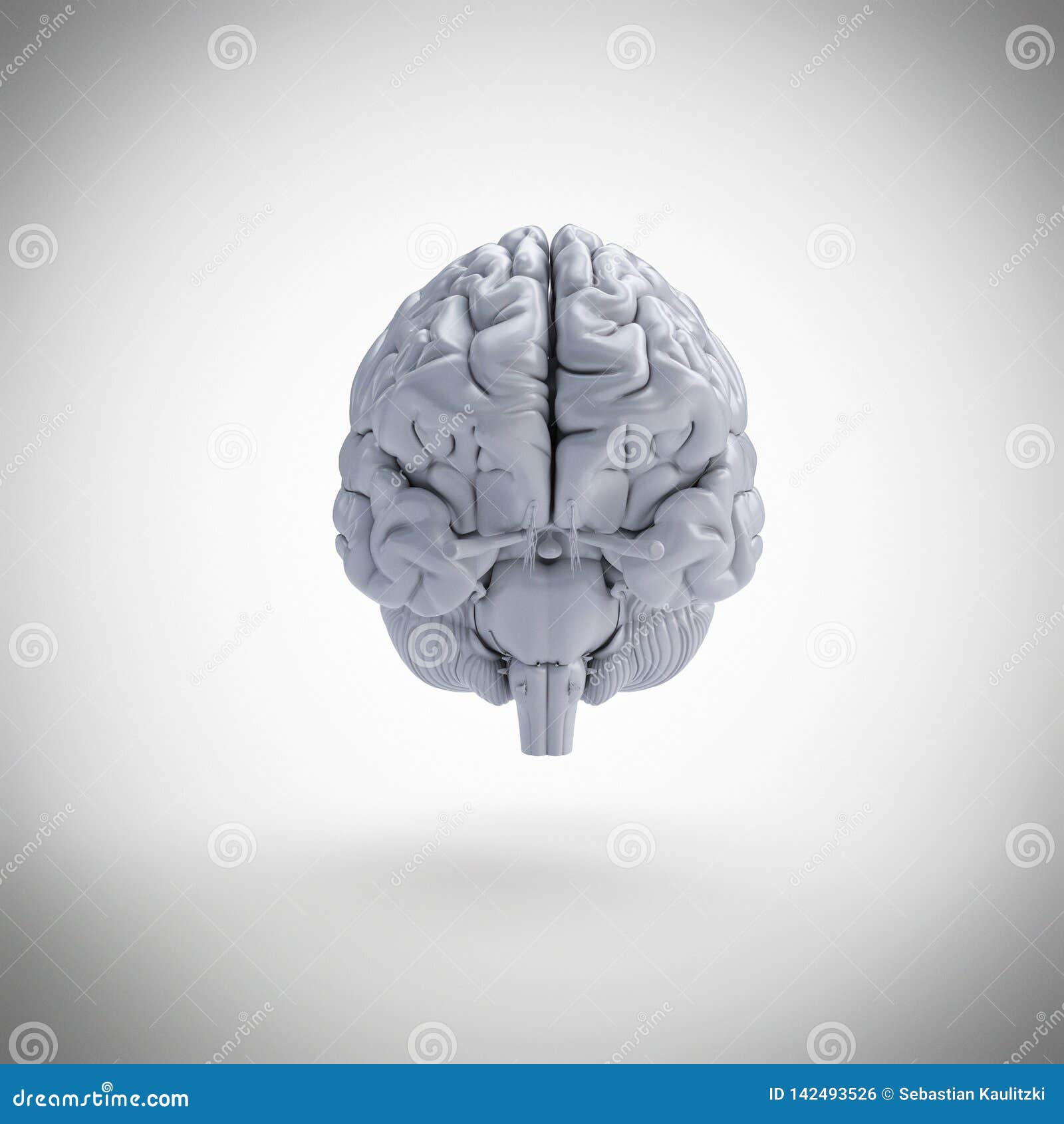 A human brain stock illustration. Illustration of nervous - 142493526