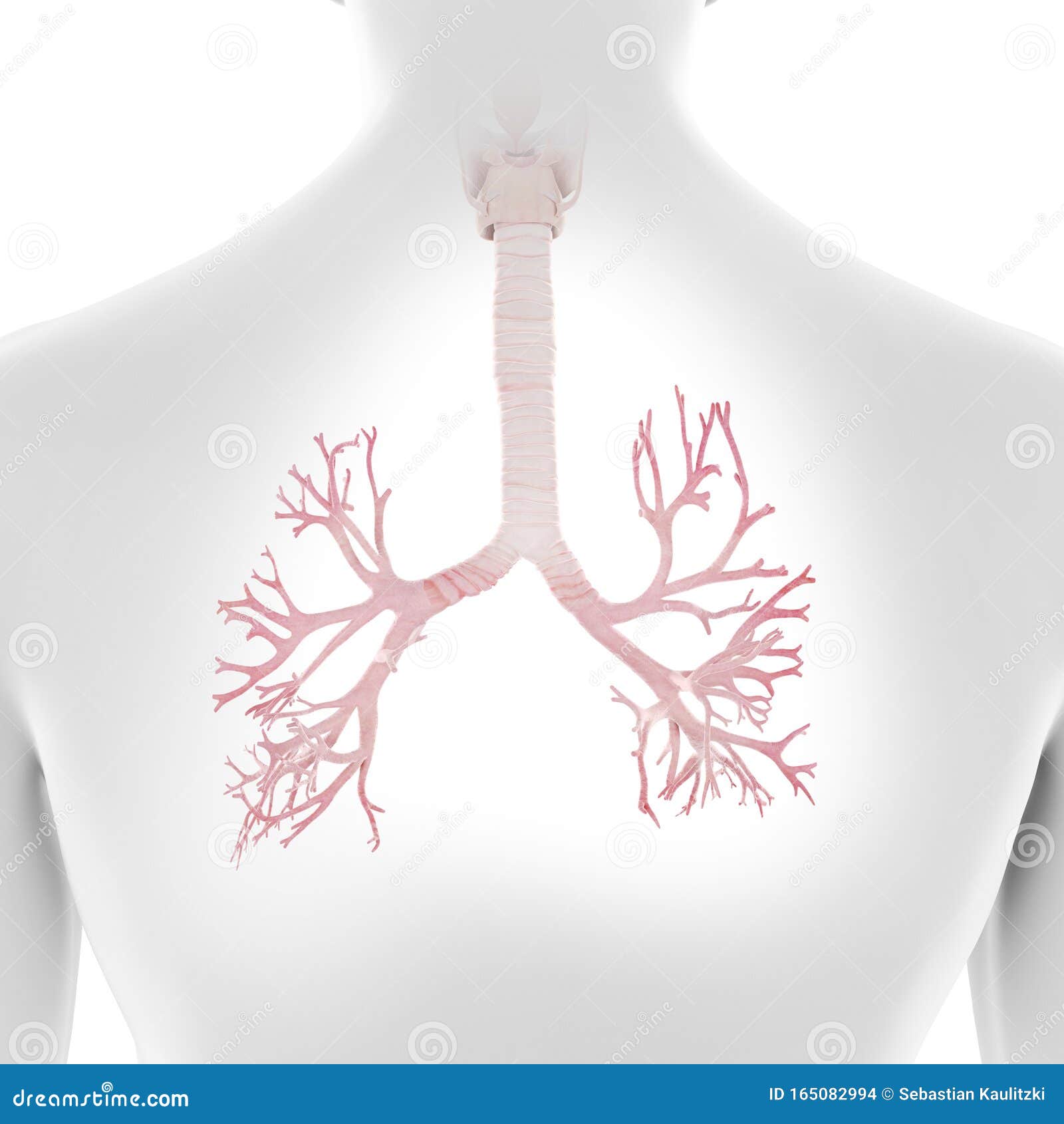 The human bronchi stock illustration. Illustration of artwork - 165082994