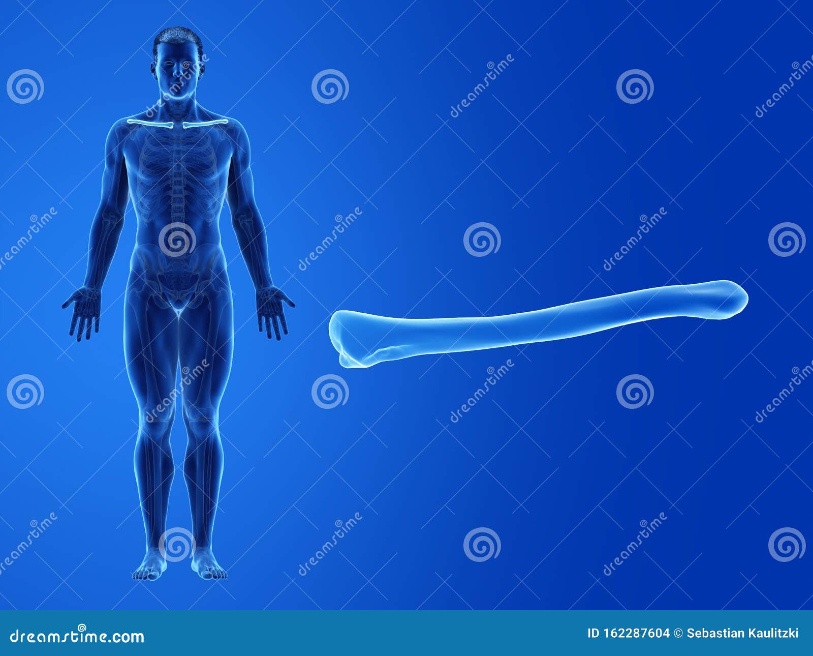 The human clavicle stock illustration. Illustration of anatomical ...